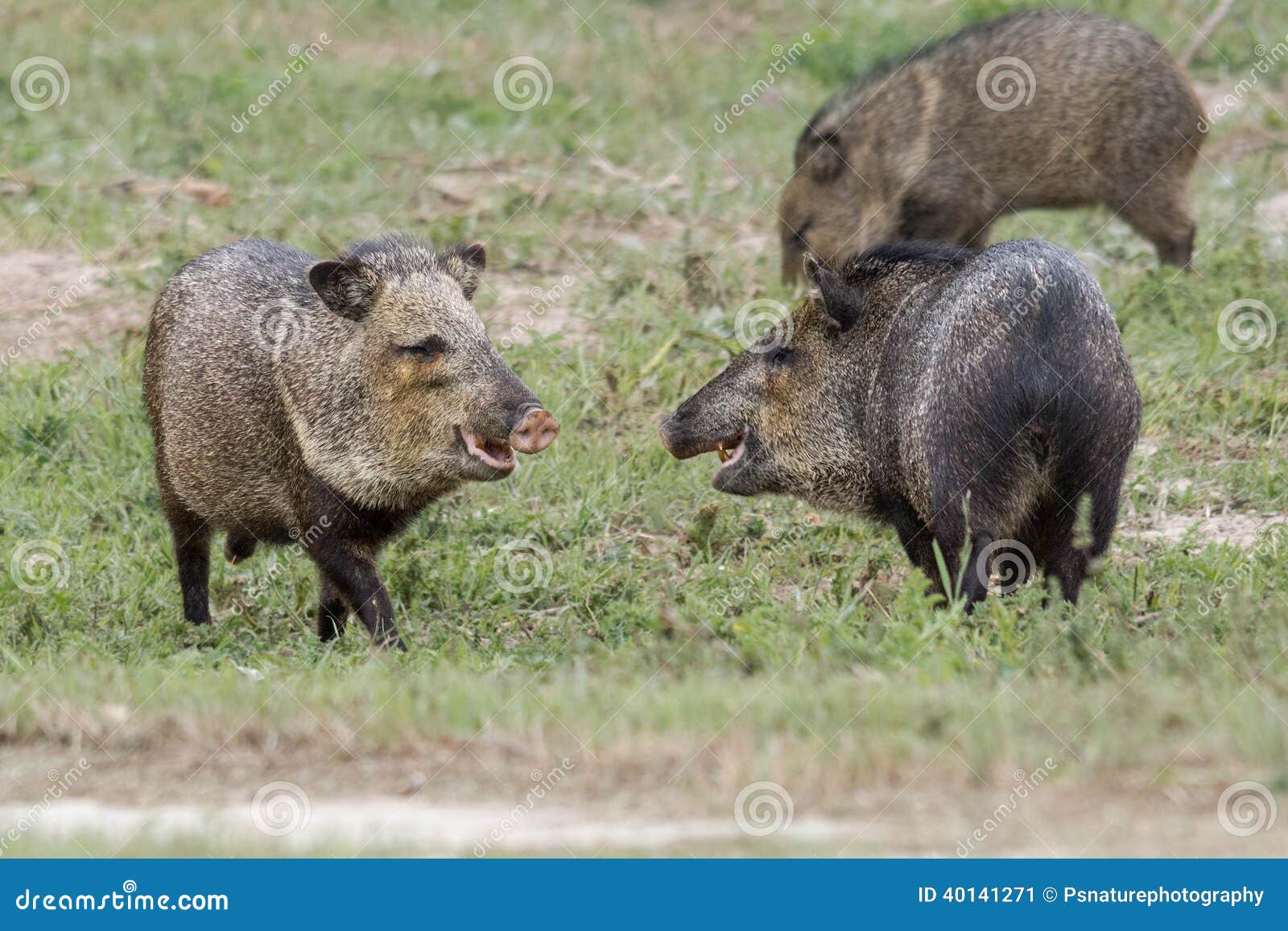 Collared peccary group stock image. Image of group, mammal - 40141271