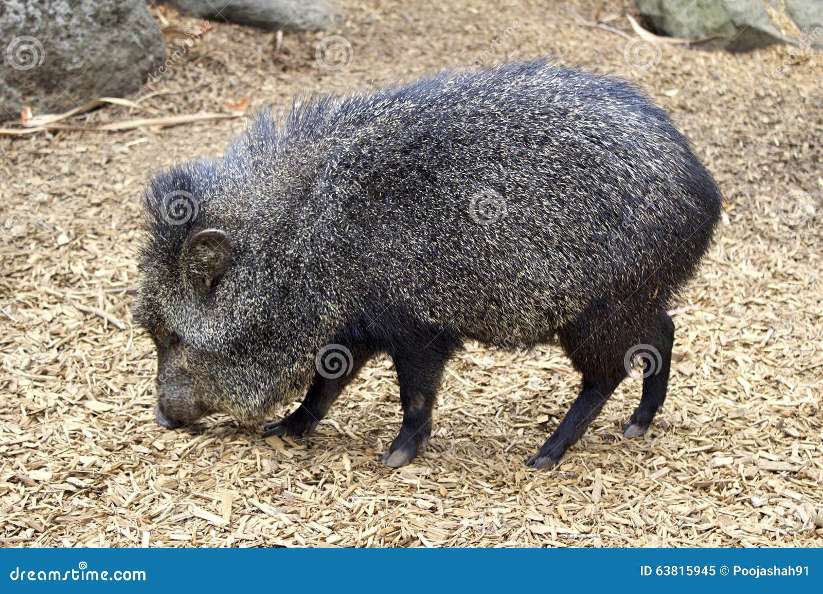 Collared Peccary stock image. Image of melbourne, rare - 63815945