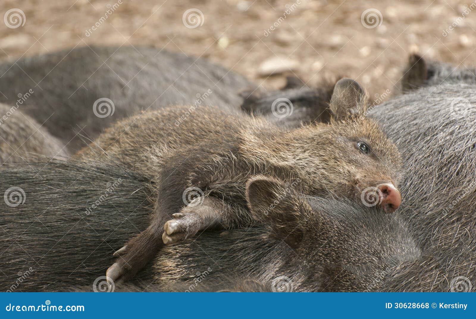 Collared peccary stock photo. Image of dense, muzzle - 30628668