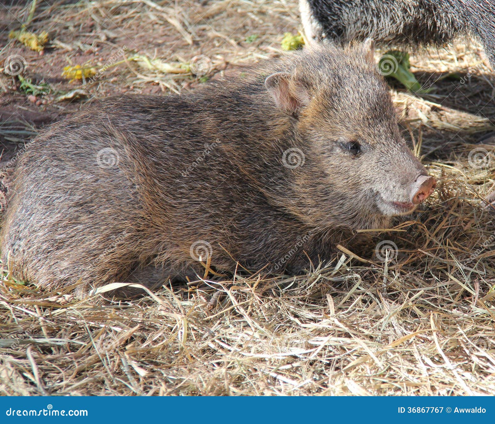 Collared peccary stock image. Image of collared, regal - 36867767