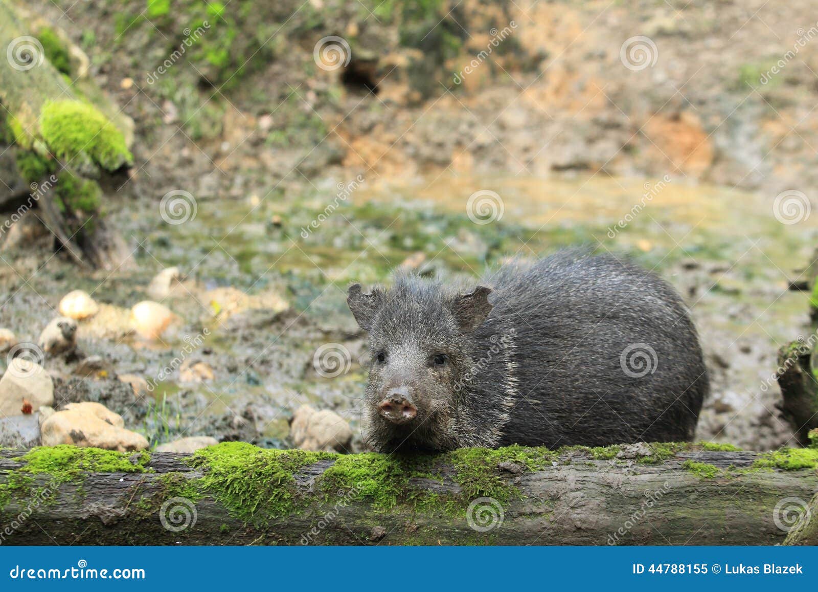 Collared peccary stock image. Image of pecari, mask, tajacu - 44788155