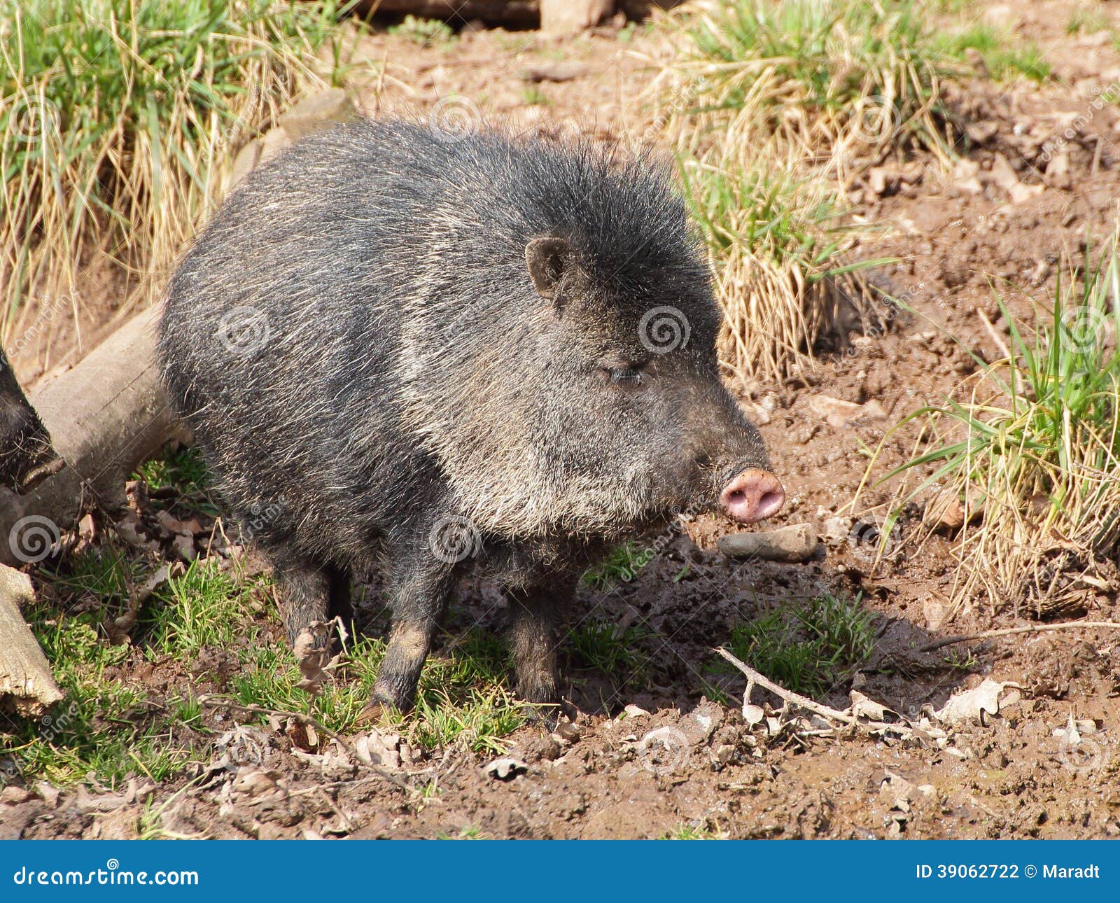 Collared peccary on mud stock photo. Image of muzzle - 39062722