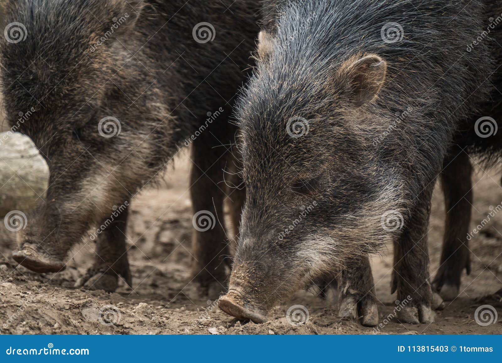 A Close Up Peccary, Also Called Javelina Royalty-Free Stock Photography ...
