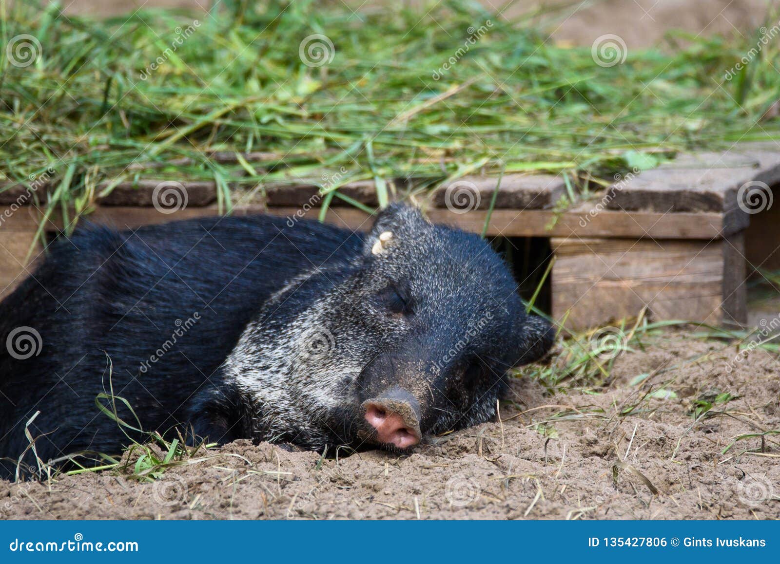 Collared Peccary Pecari Tajacu Lying Down on the Ground Editorial Photo ...
