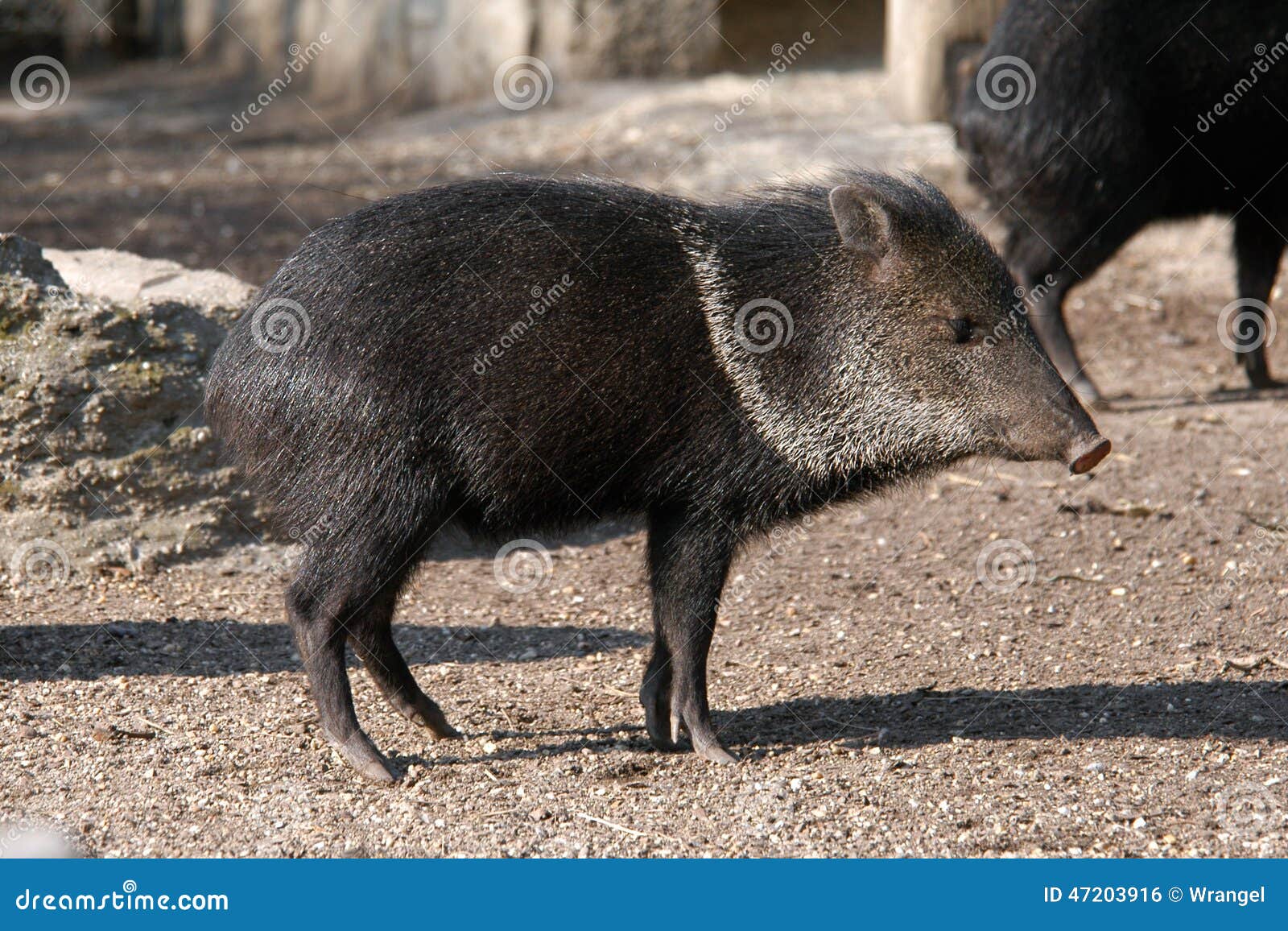 Collared peccary stock photo. Image of toed, pecari, mexican - 47203916