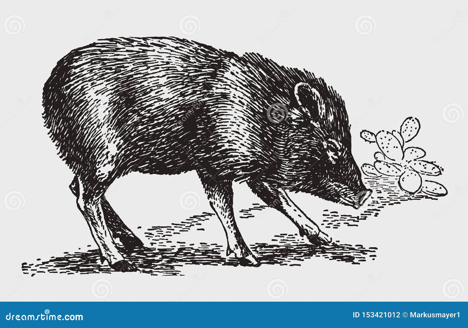 Pecari Cartoons, Illustrations & Vector Stock Images - 20 Pictures to ...