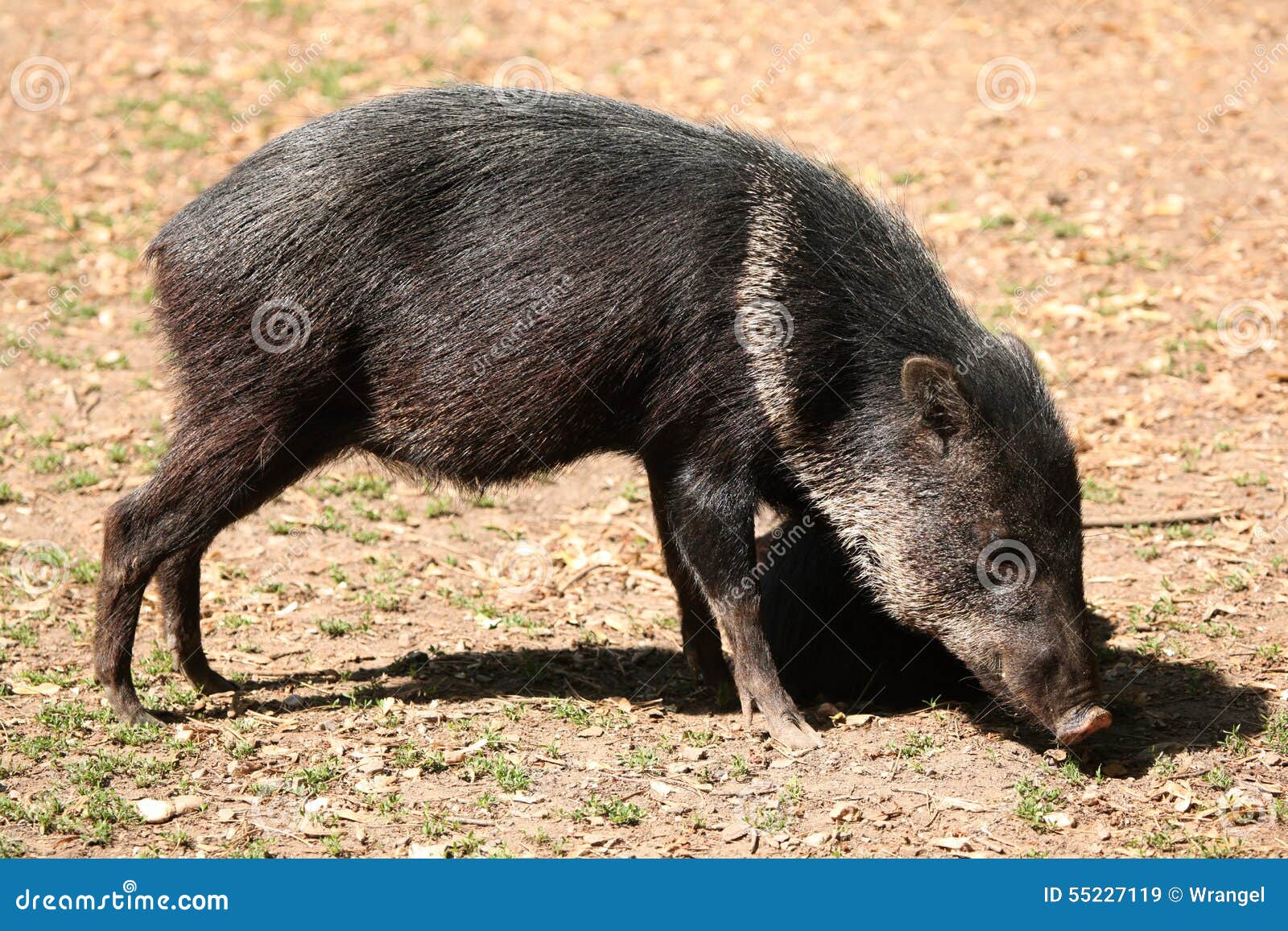 Collared Peccary (Pecari Tajacu). Stock Image - Image of eating, pecari ...