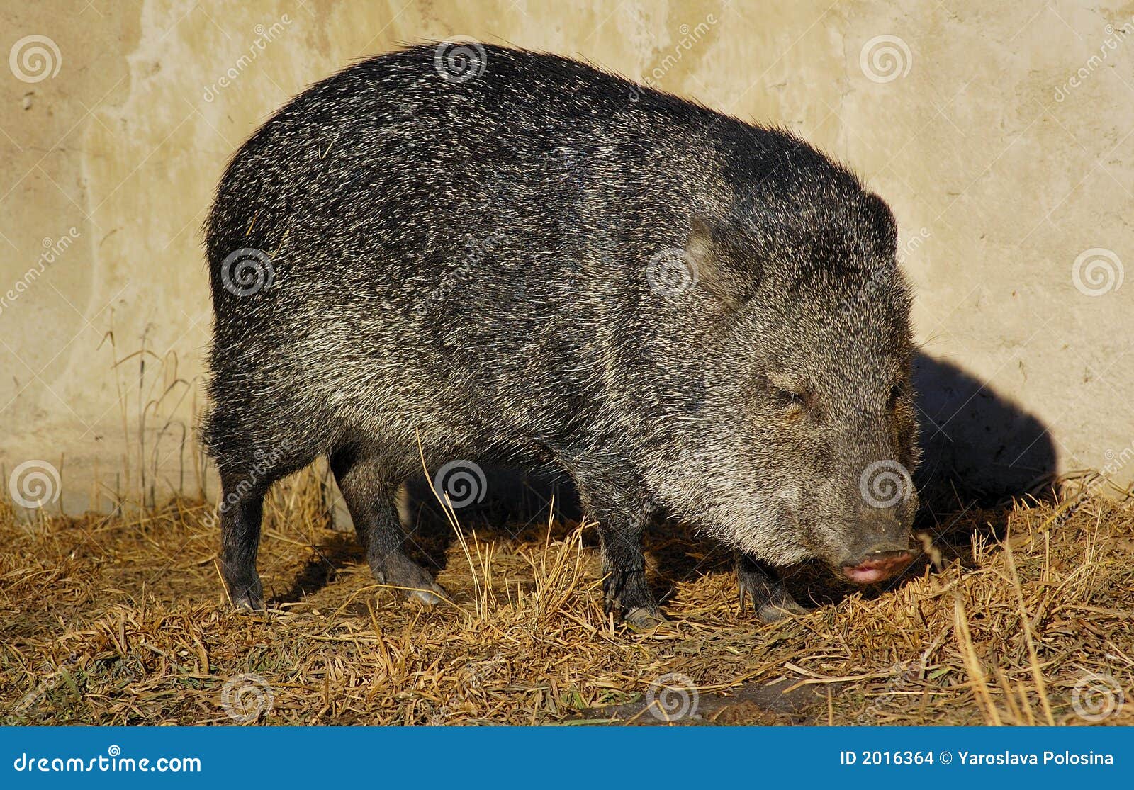 Collared Peccary Couple Sleeping Together, Tropical Animal Specie From ...