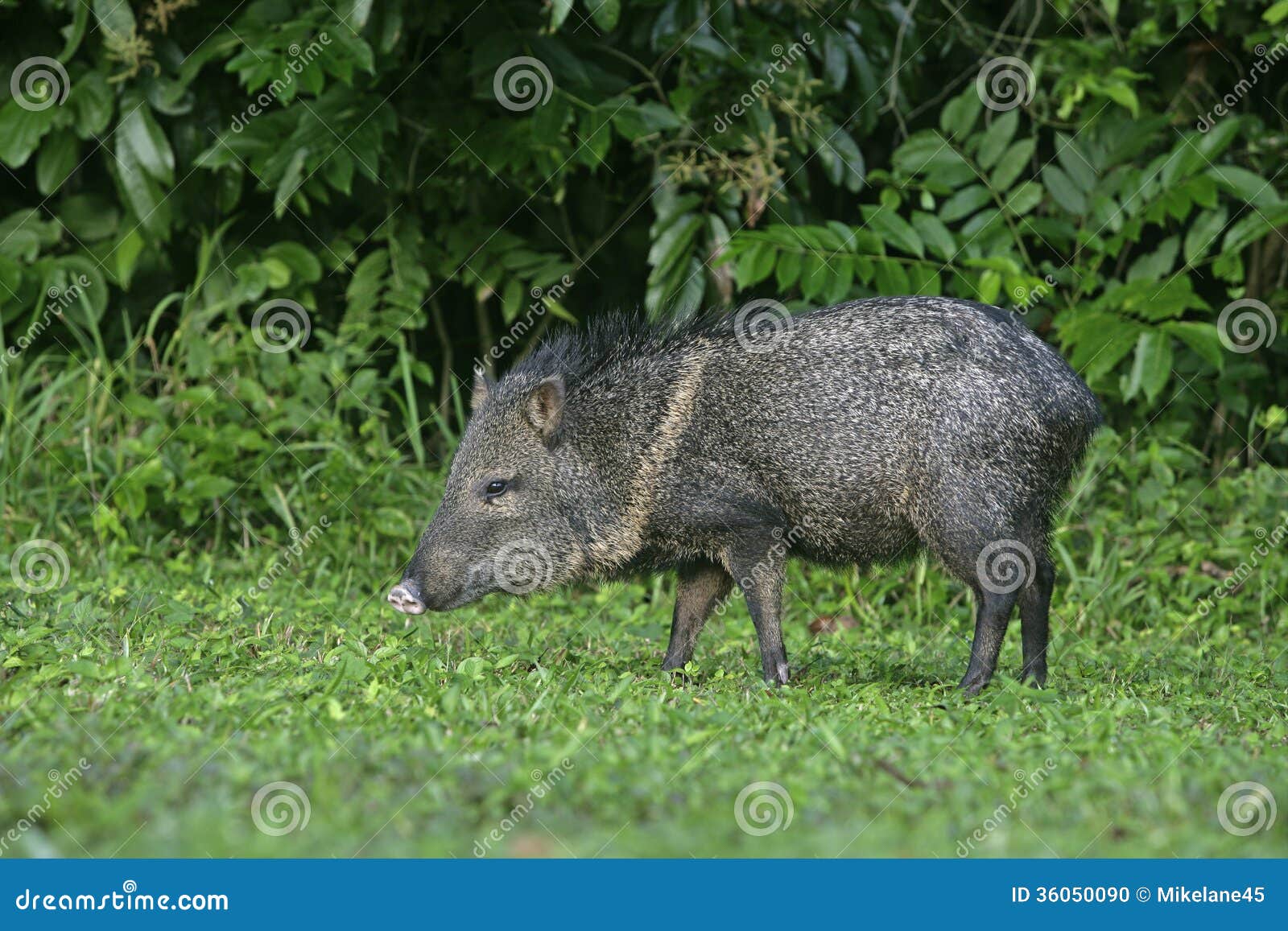 Collared Peccary, Tayassu Tajacu Stock Photo - Image of tajacu, america ...