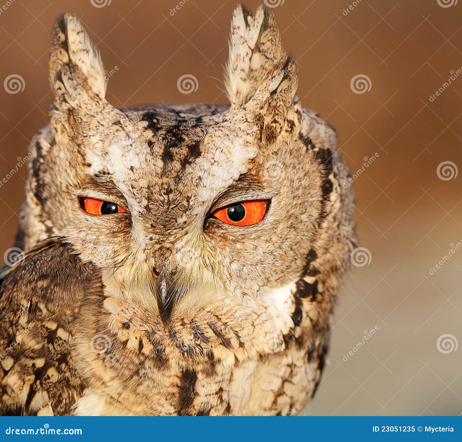 Collared scops-owl stock image. Image of nature, conservation - 23051235