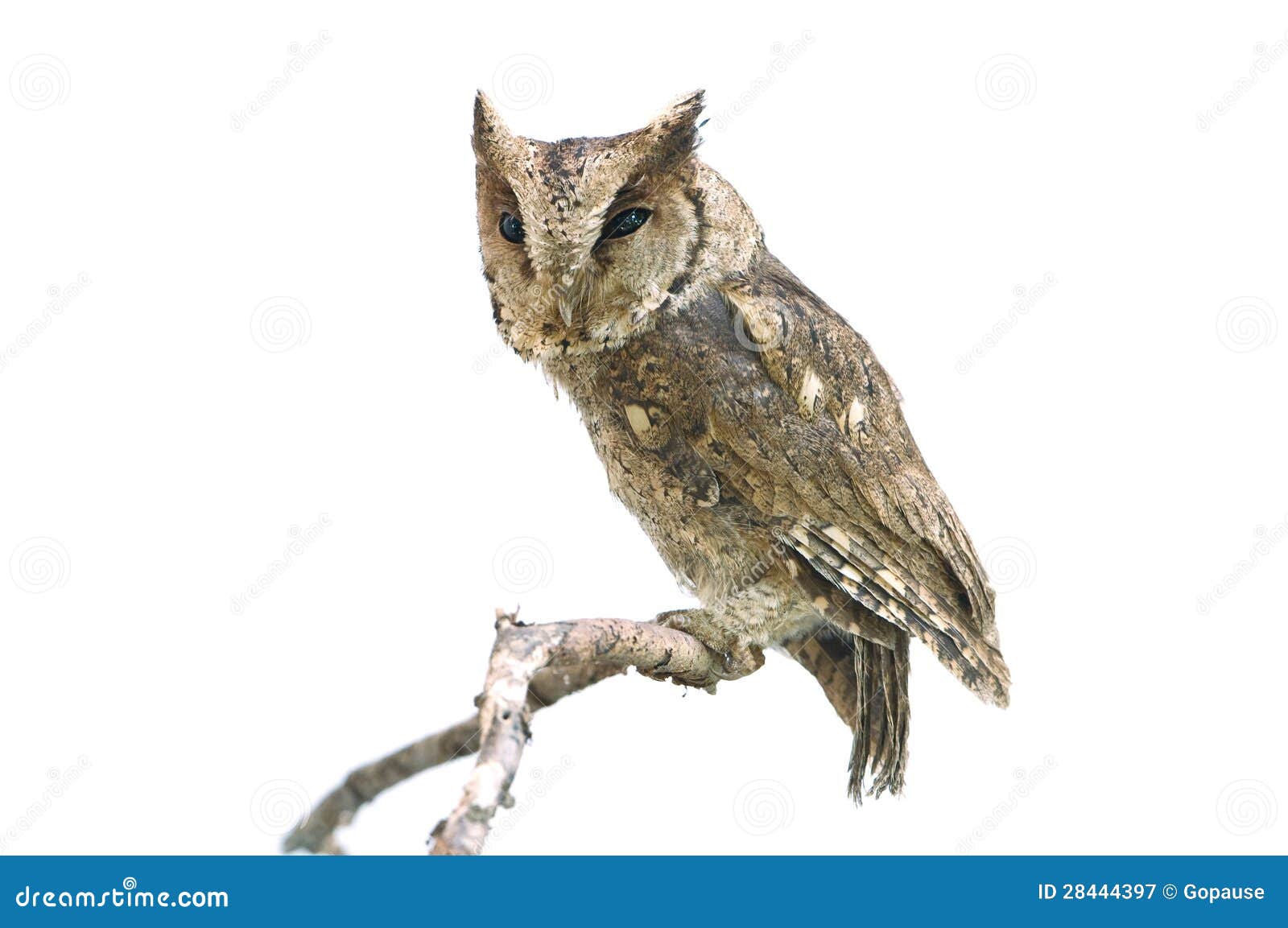Collared scops owl stock image. Image of fast, freedom - 28444397