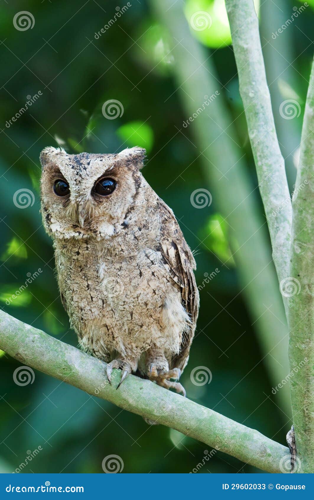Collared scops owl stock image. Image of alert, feathers - 29602033