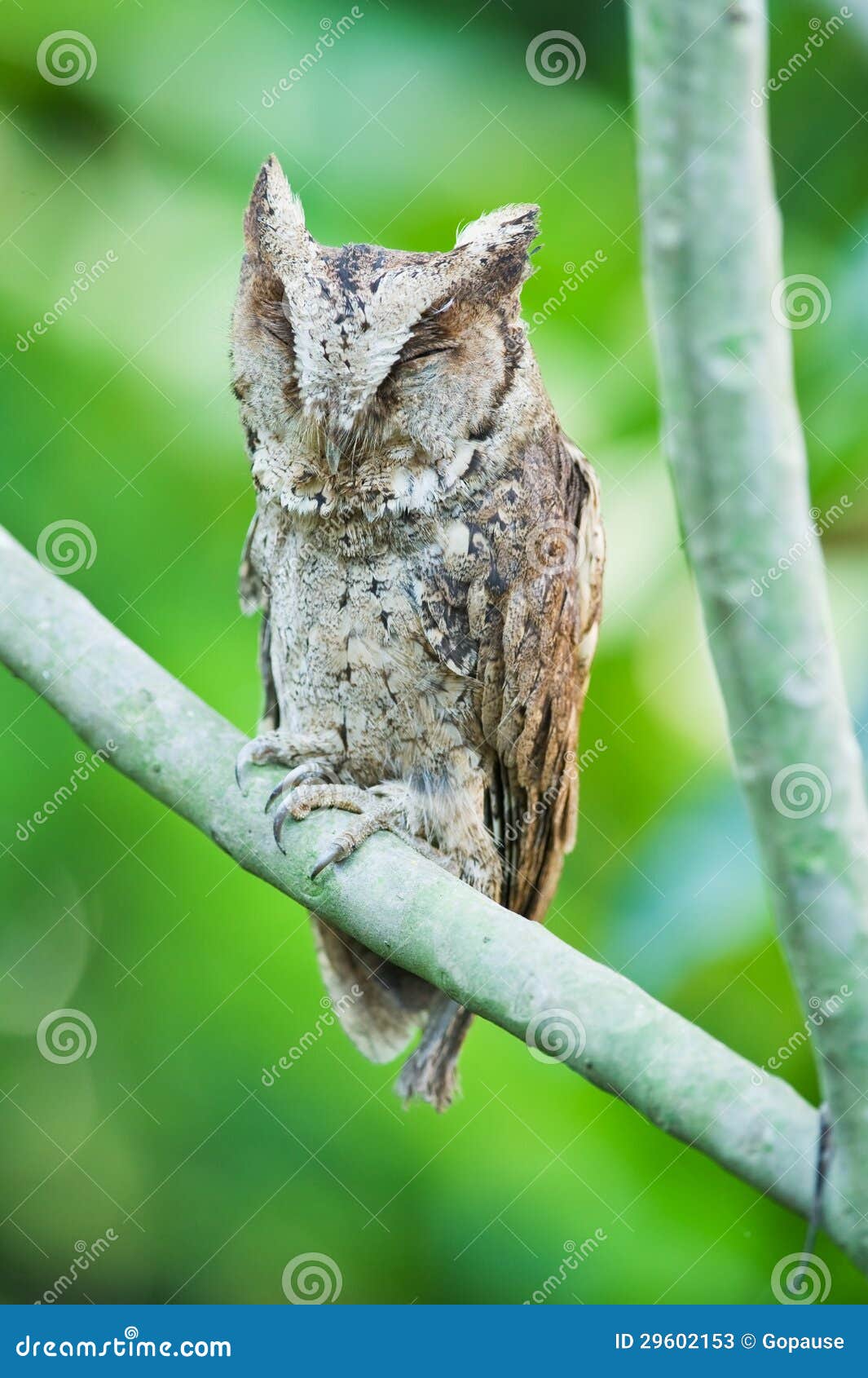 Collared scops owl stock image. Image of hunter, fast - 29602153