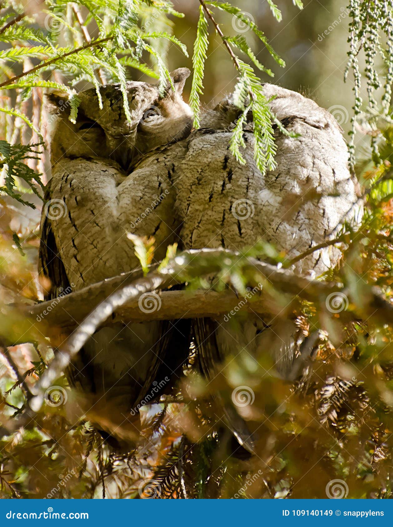 Collared scops owl stock image. Image of tree, grey - 109140149