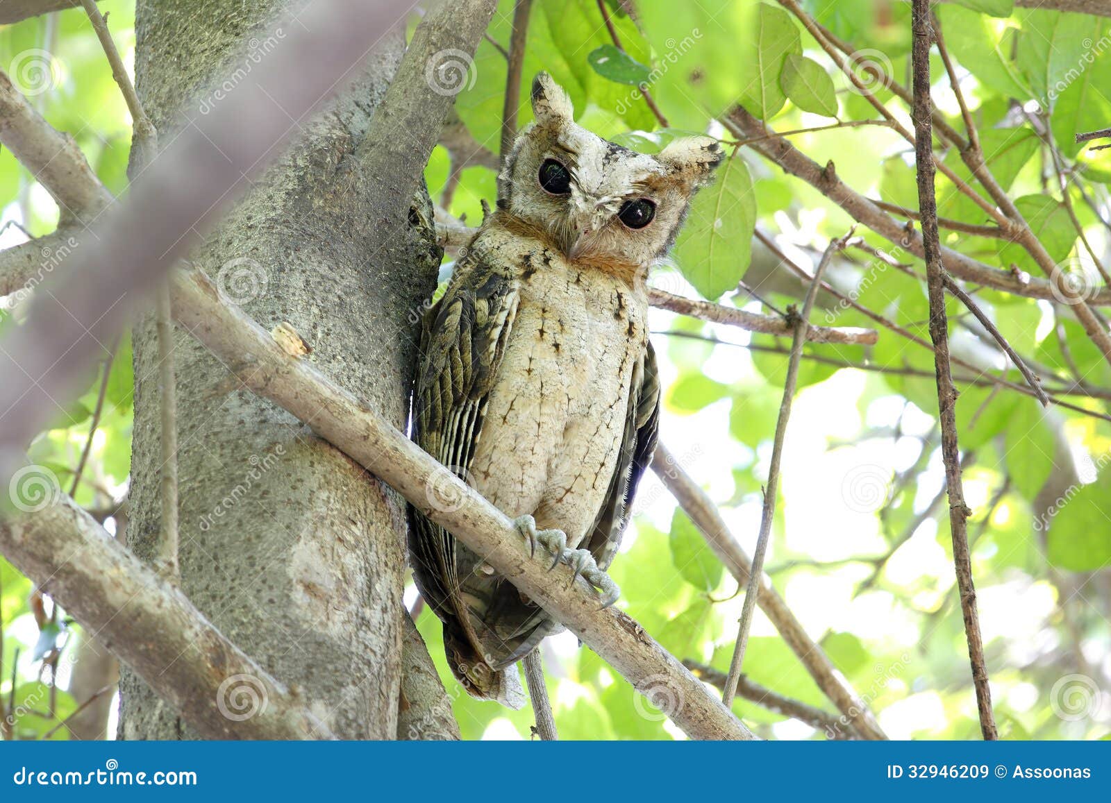 Collared Scops Owl Otus Sagittatus Stock Image - Image of thai ...