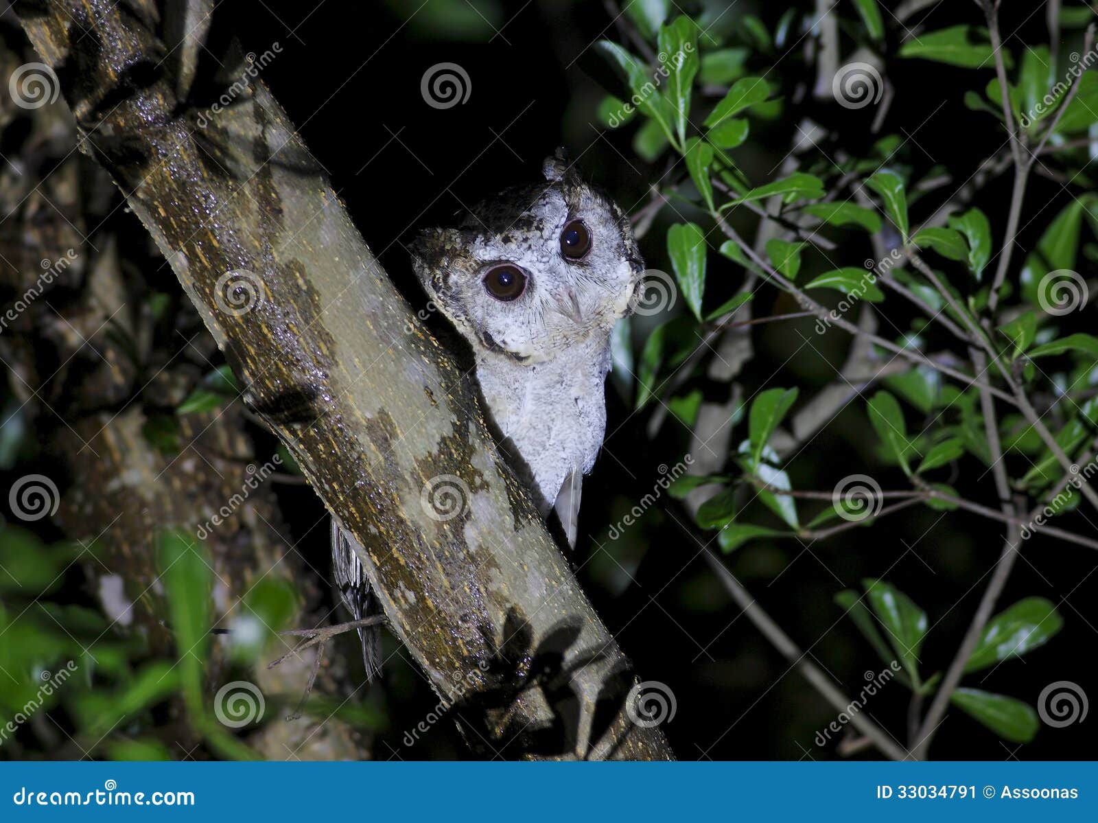 Collared Scops Owl Otus Sagittatus Stock Image - Image of thailand ...