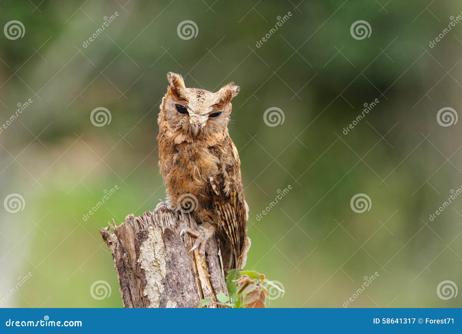 Collared scops owl stock image. Image of freedom, wildlife - 58641317