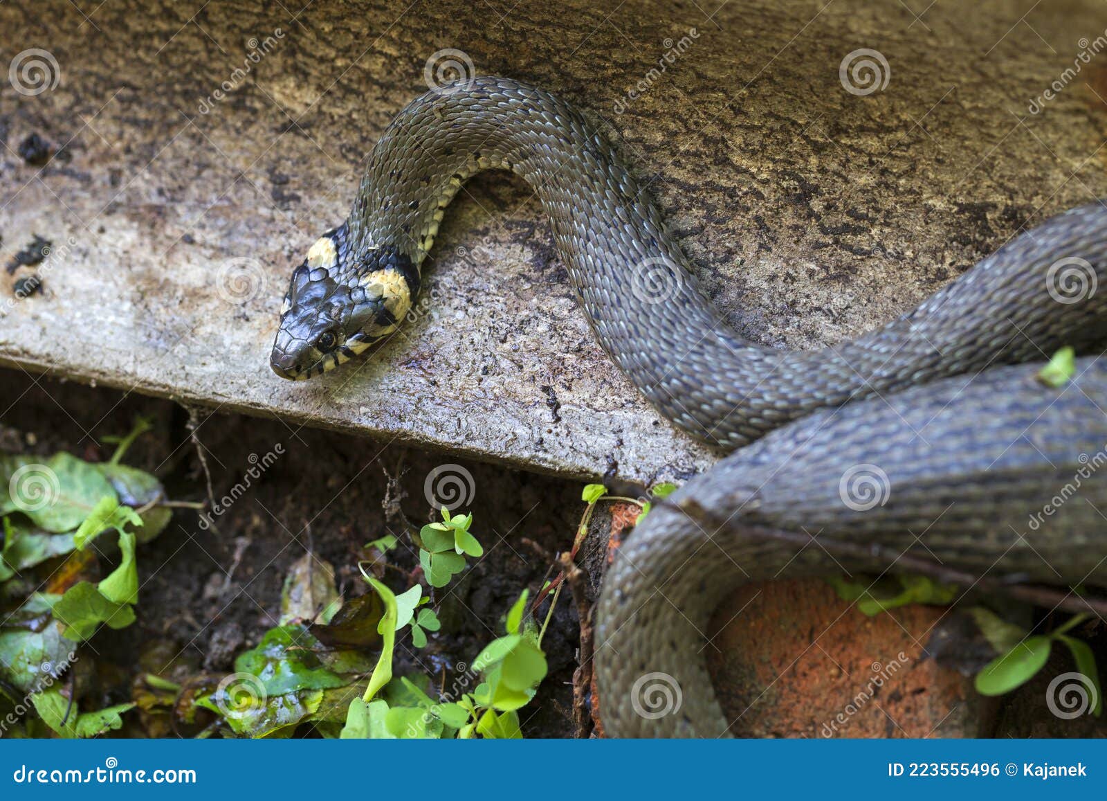 Collared Snake, Grass Snake In The Nature Natrix Natrix Stock Image ...