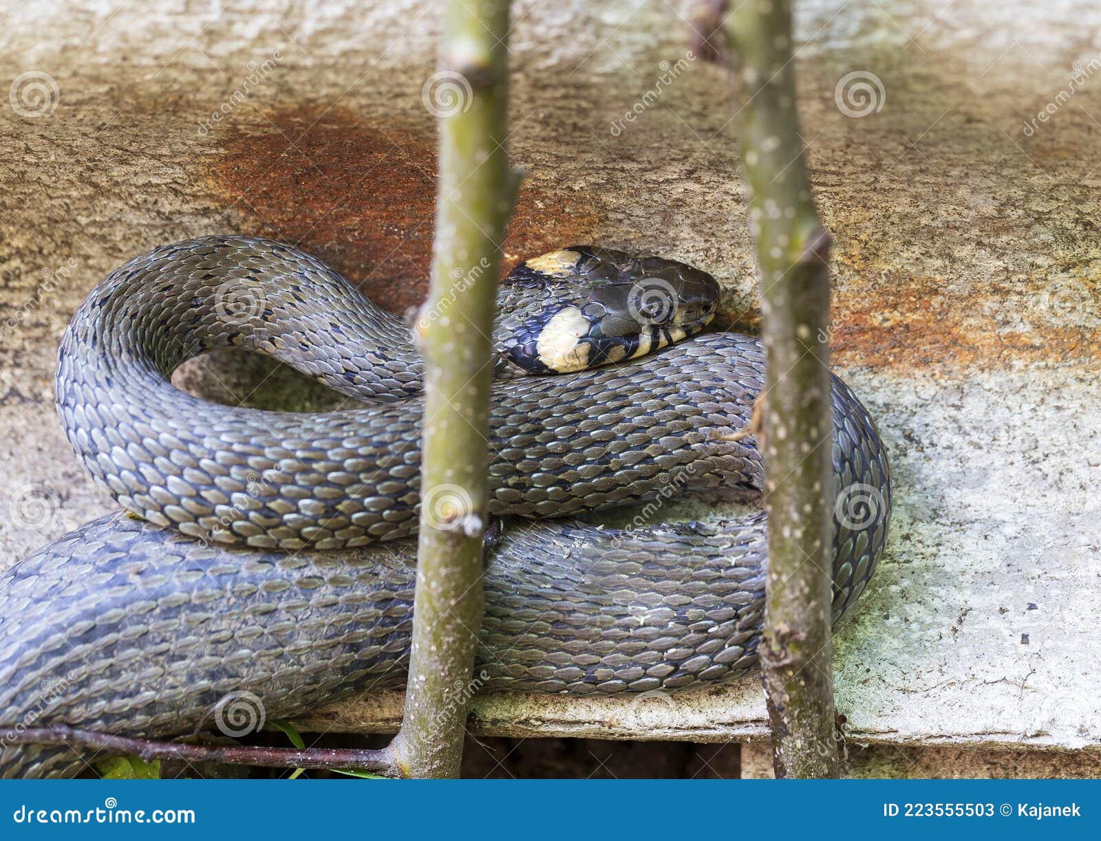 Collared Snake, Grass Snake in the Nature Natrix Natrix Stock Image ...