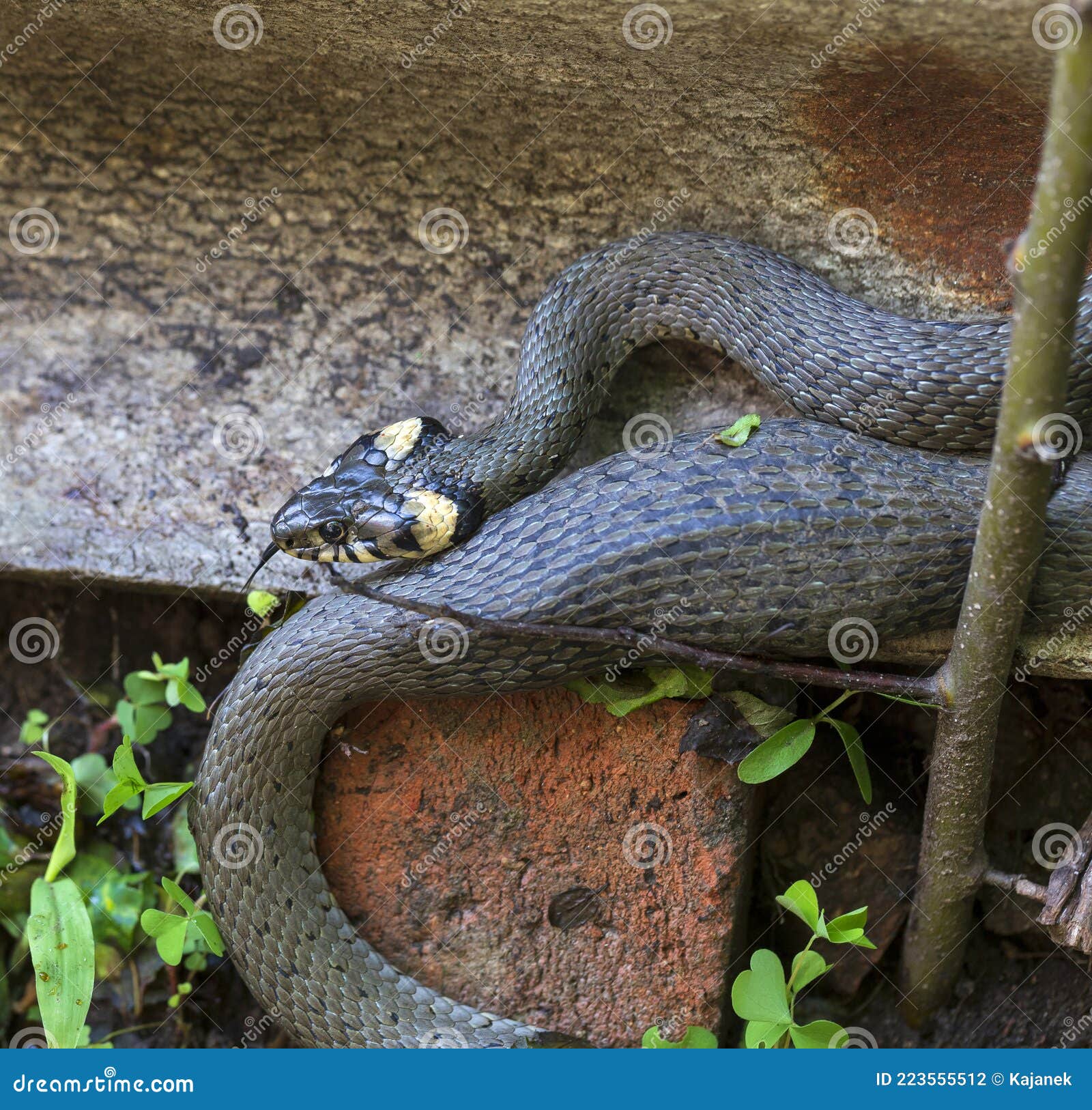Collared Snake, Grass Snake In The Nature Natrix Natrix Royalty-Free ...