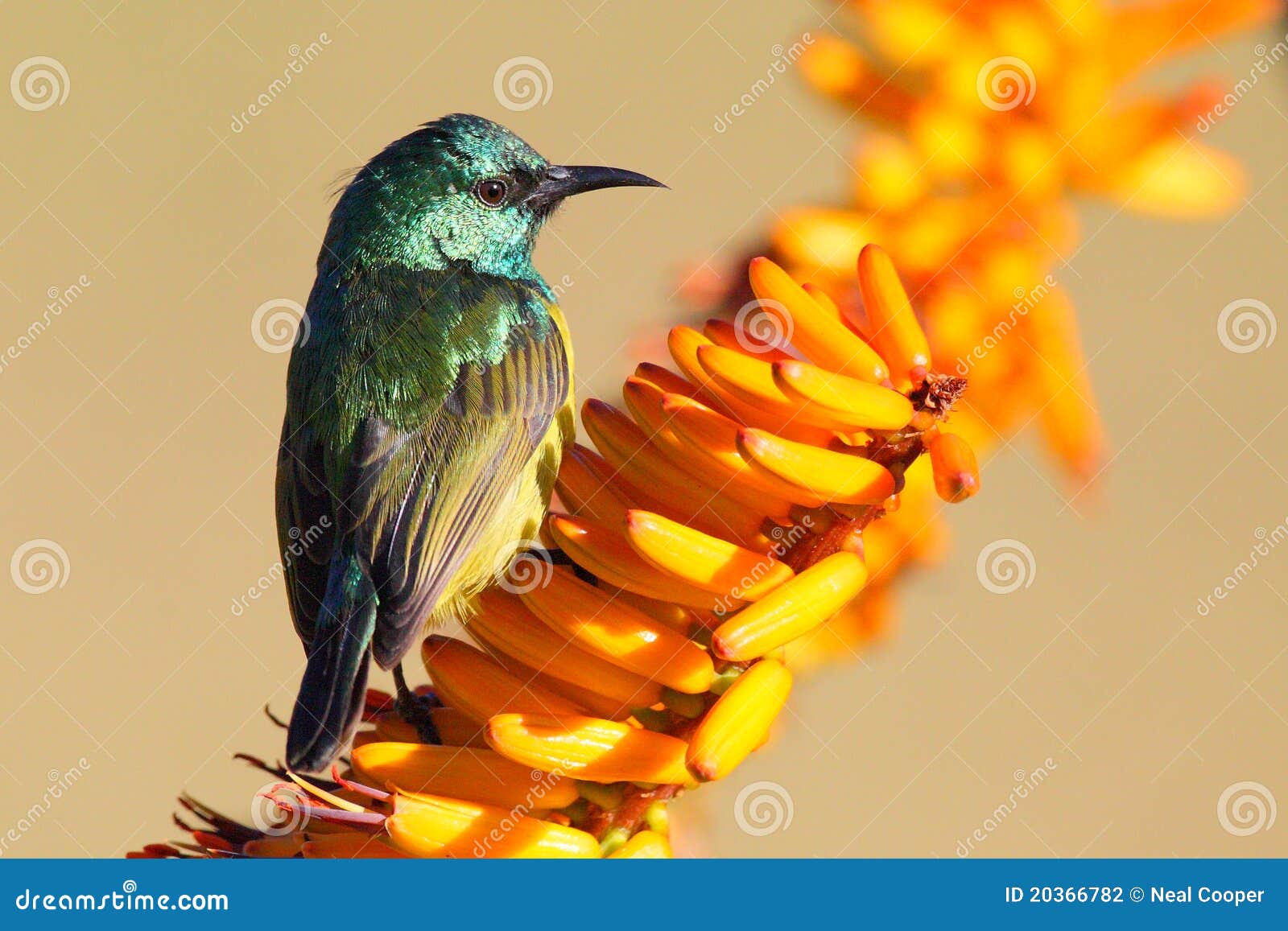 Collared Sunbird Royalty-Free Stock Image | CartoonDealer.com #20366782