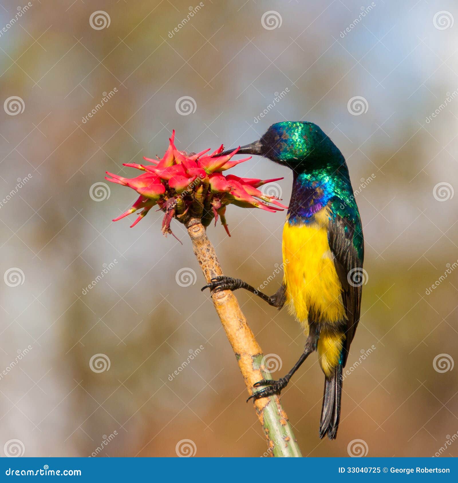 Collared Sunbird Royalty-Free Stock Image | CartoonDealer.com #20366782