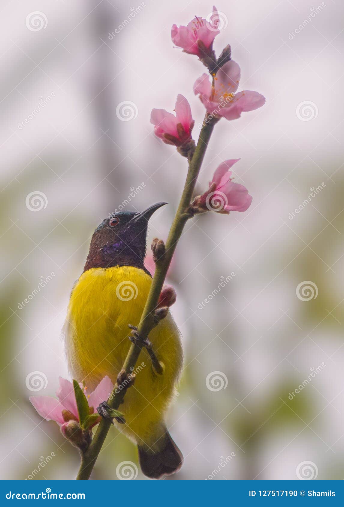Peach Breasted Birds