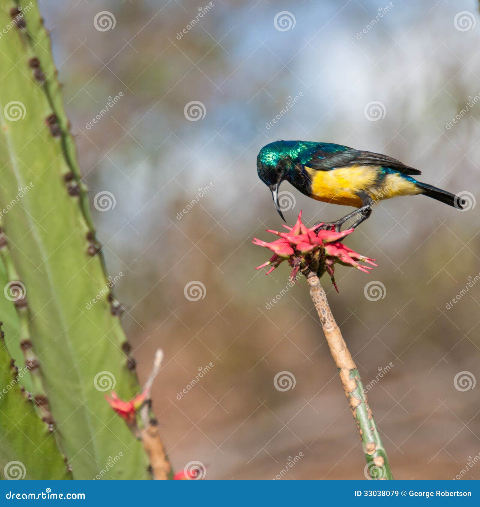 Collared Sunbird Perched on Flower Stock Image - Image of aloe, yellow ...