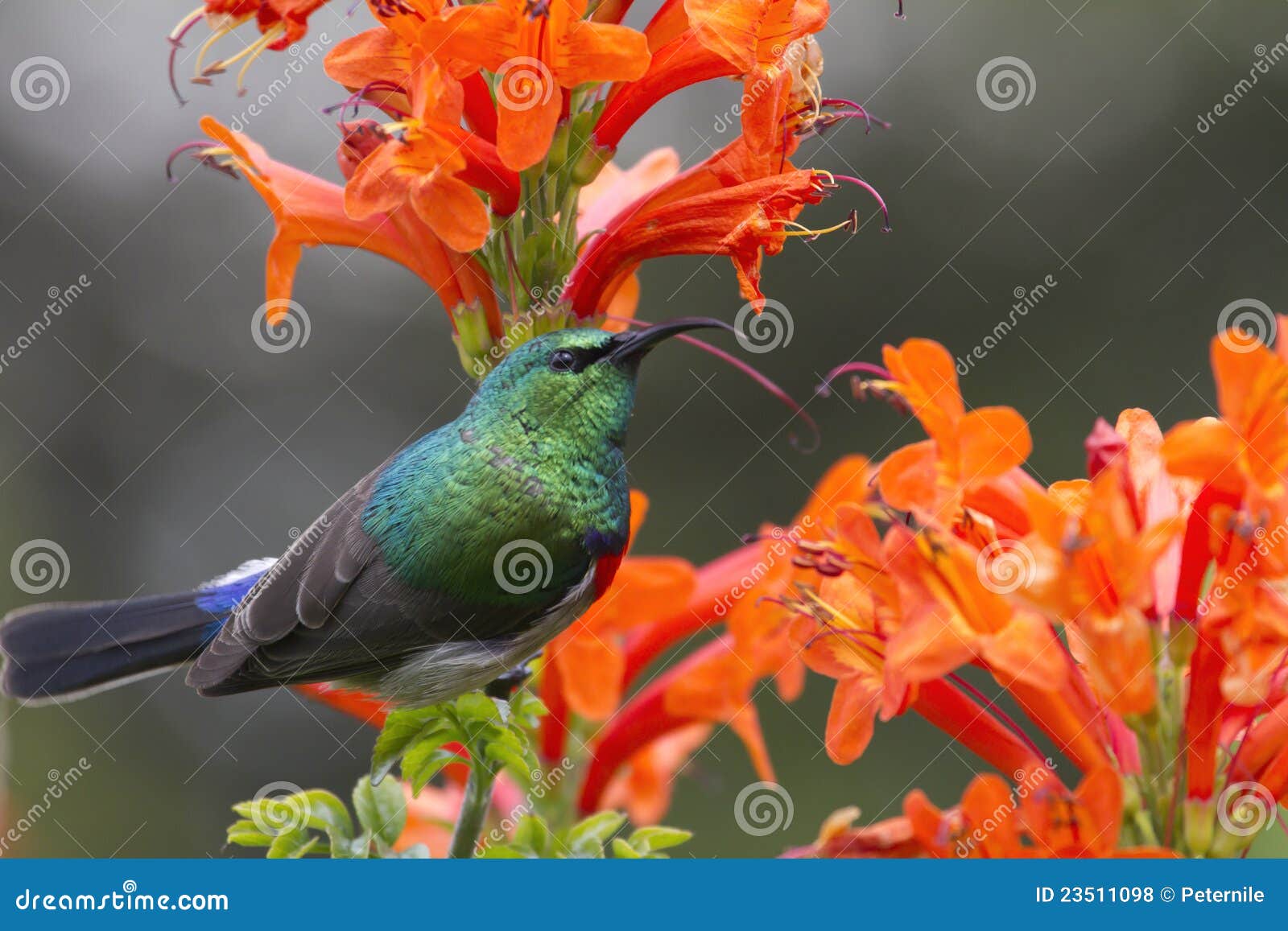 Collared Sunbird Royalty-Free Stock Image | CartoonDealer.com #20366782