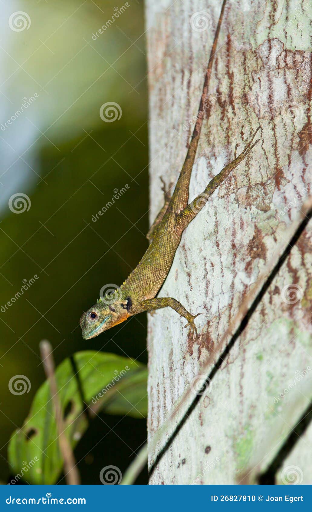 Collared Tree Runner stock photo. Image of alert, creatures - 26827810