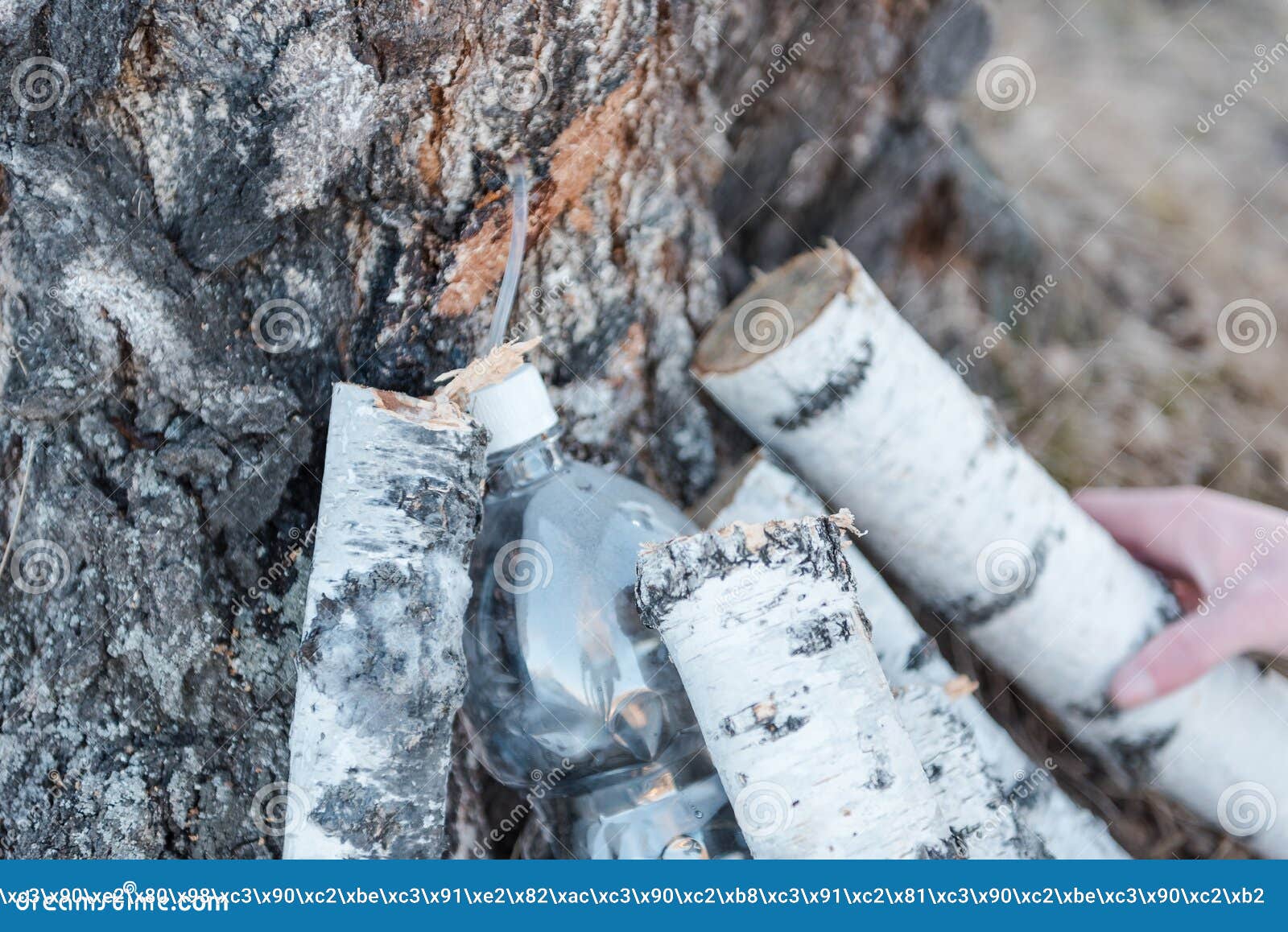 Collect Birch Sap. Juice from a Tree. Season Stock Photo - Image of ...