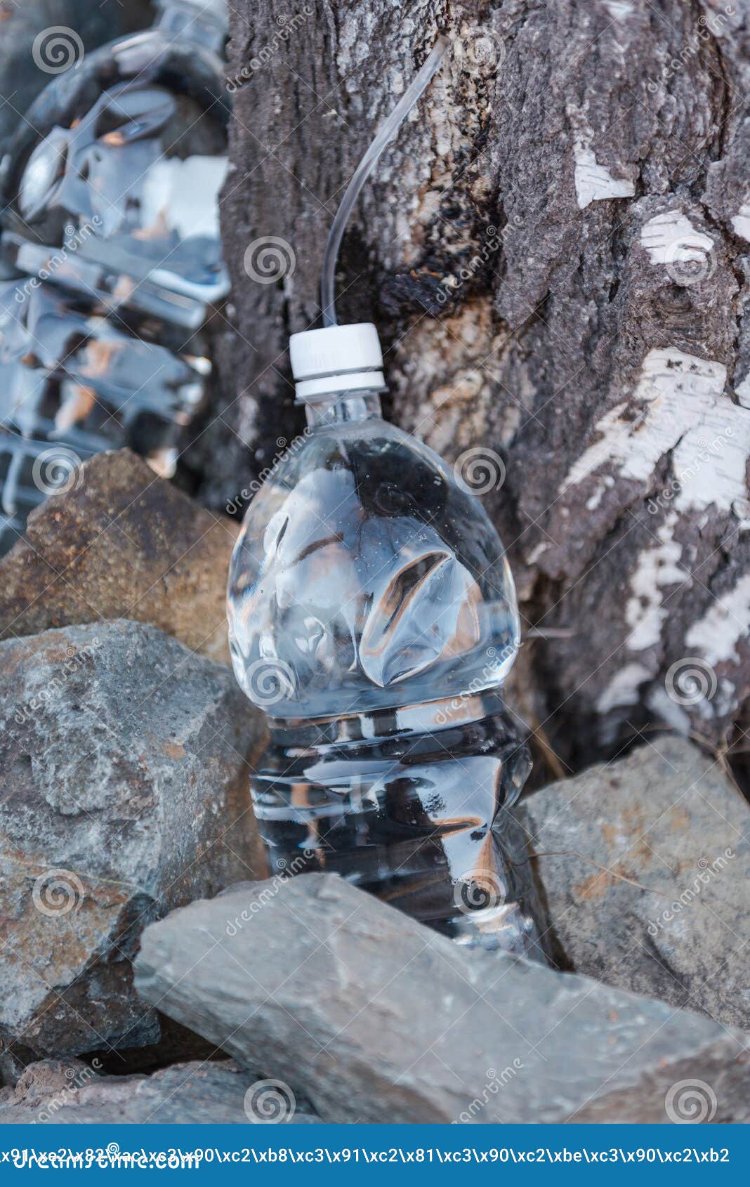 Collect Birch Sap. Juice from a Tree. Season Stock Photo - Image of ...