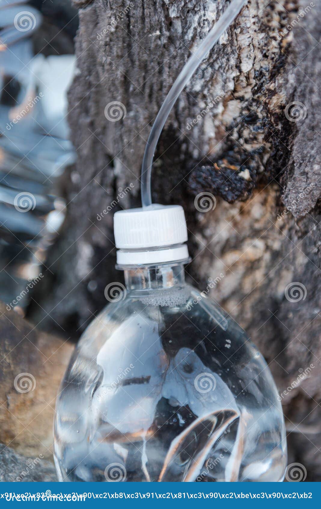 Collect Birch Sap. Juice from a Tree. Season Stock Image - Image of ...