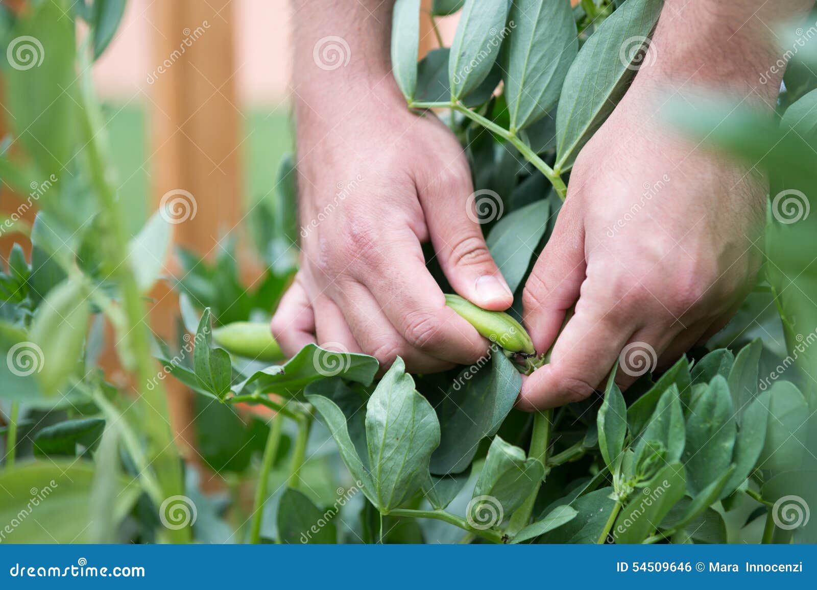 Collect broad beans stock photo. Image of greens, broad - 54509646