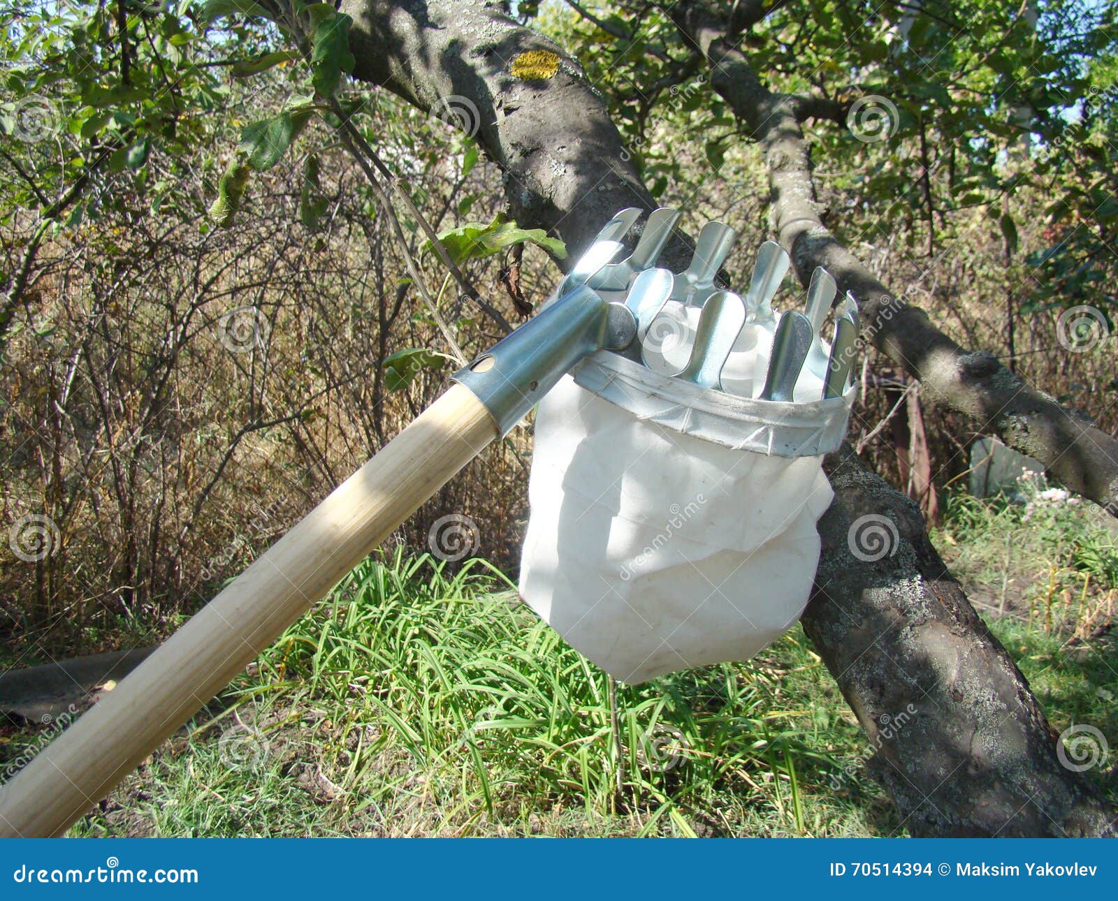 Collect the fruit stock photo. Image of tools, work, gather - 70514394