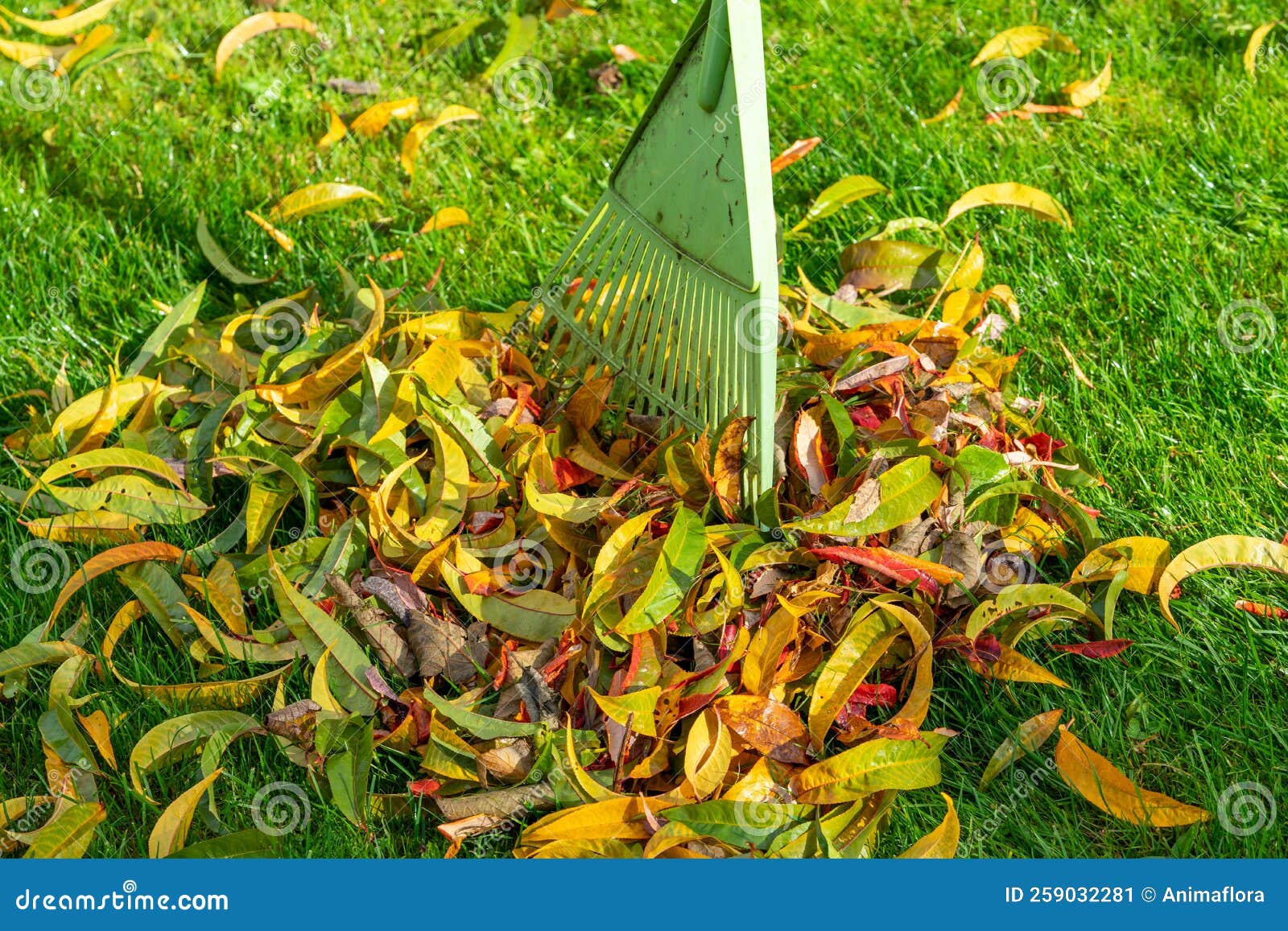 Collect Garden Waste in the Fall Stock Image - Image of environment ...