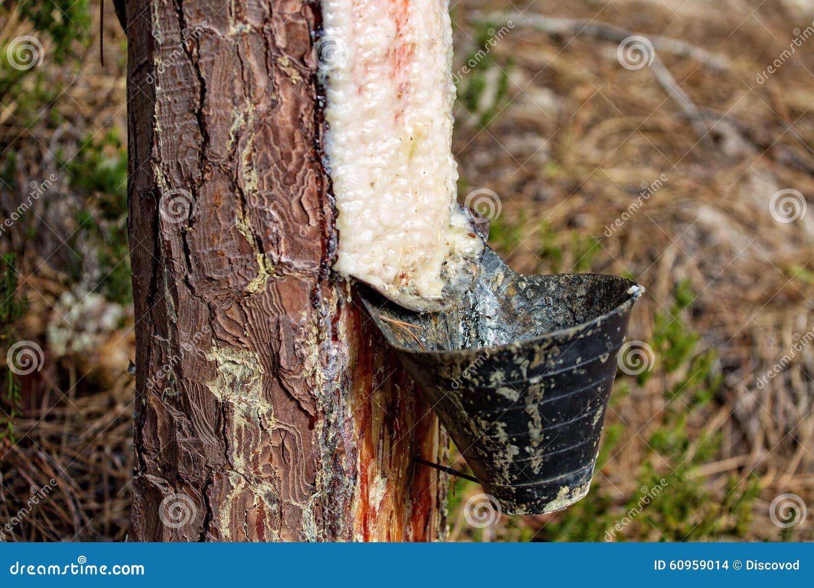Collect Pine Resin in Plastic Containers Stock Photo - Image of ...
