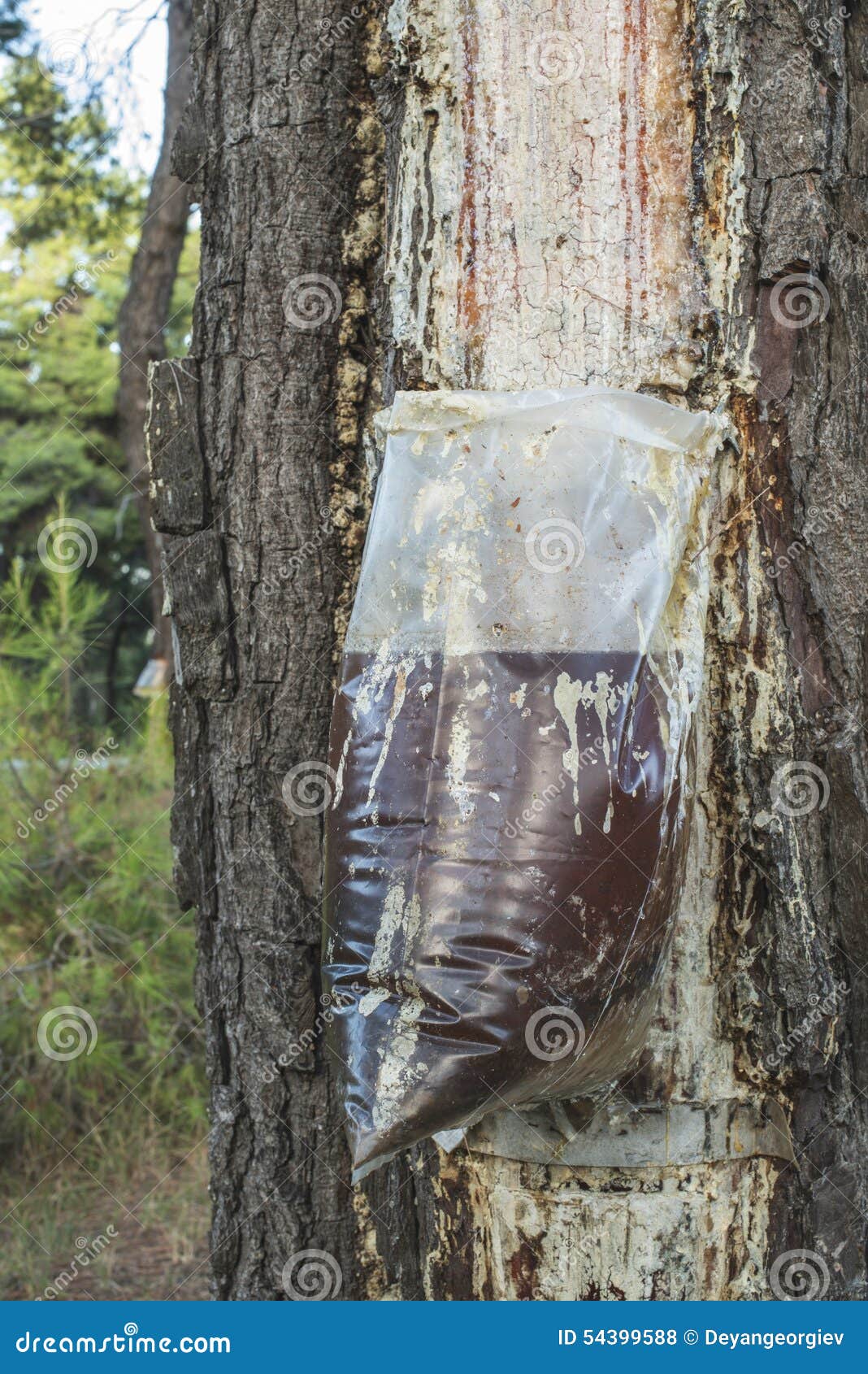 Collect of resin on tree stock photo. Image of agriculture - 54399588