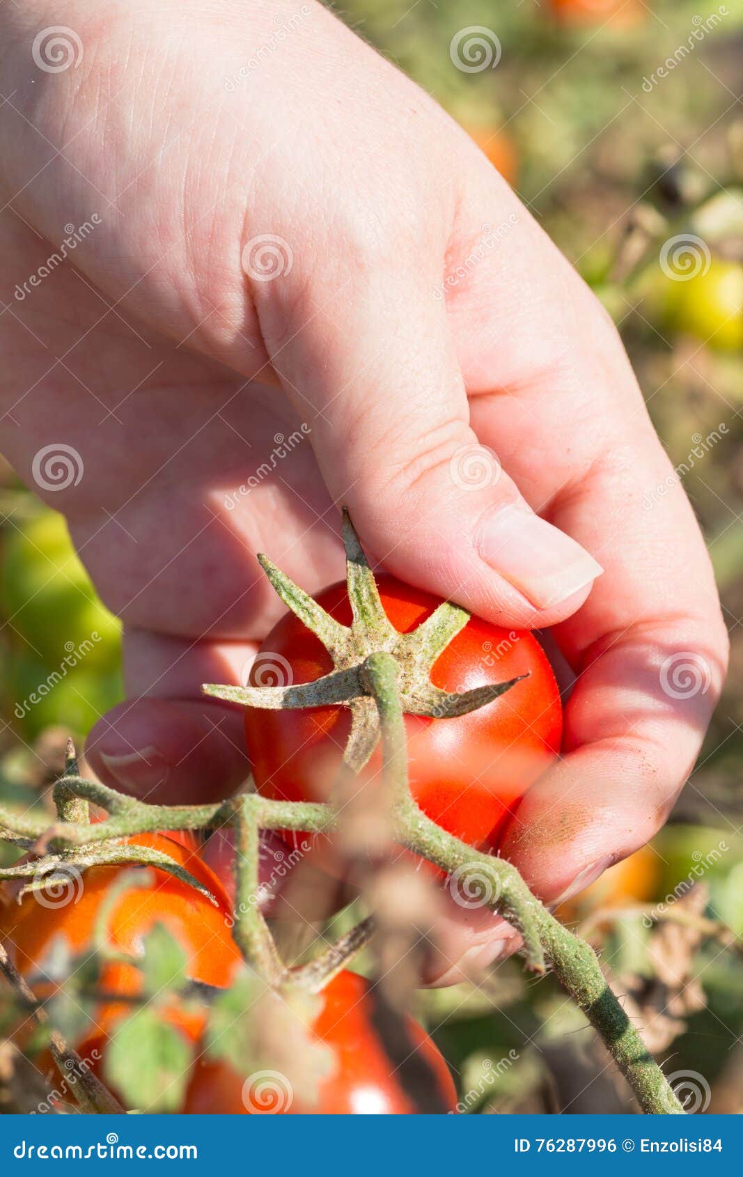 Collect tomatoes stock photo. Image of closeup, farming - 76287996