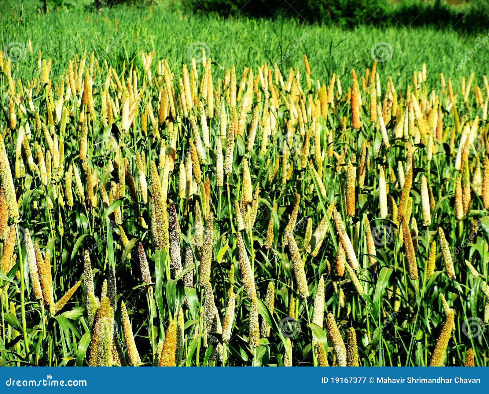 Collecte de millet image stock. Image du affermage, nourriture - 19167377