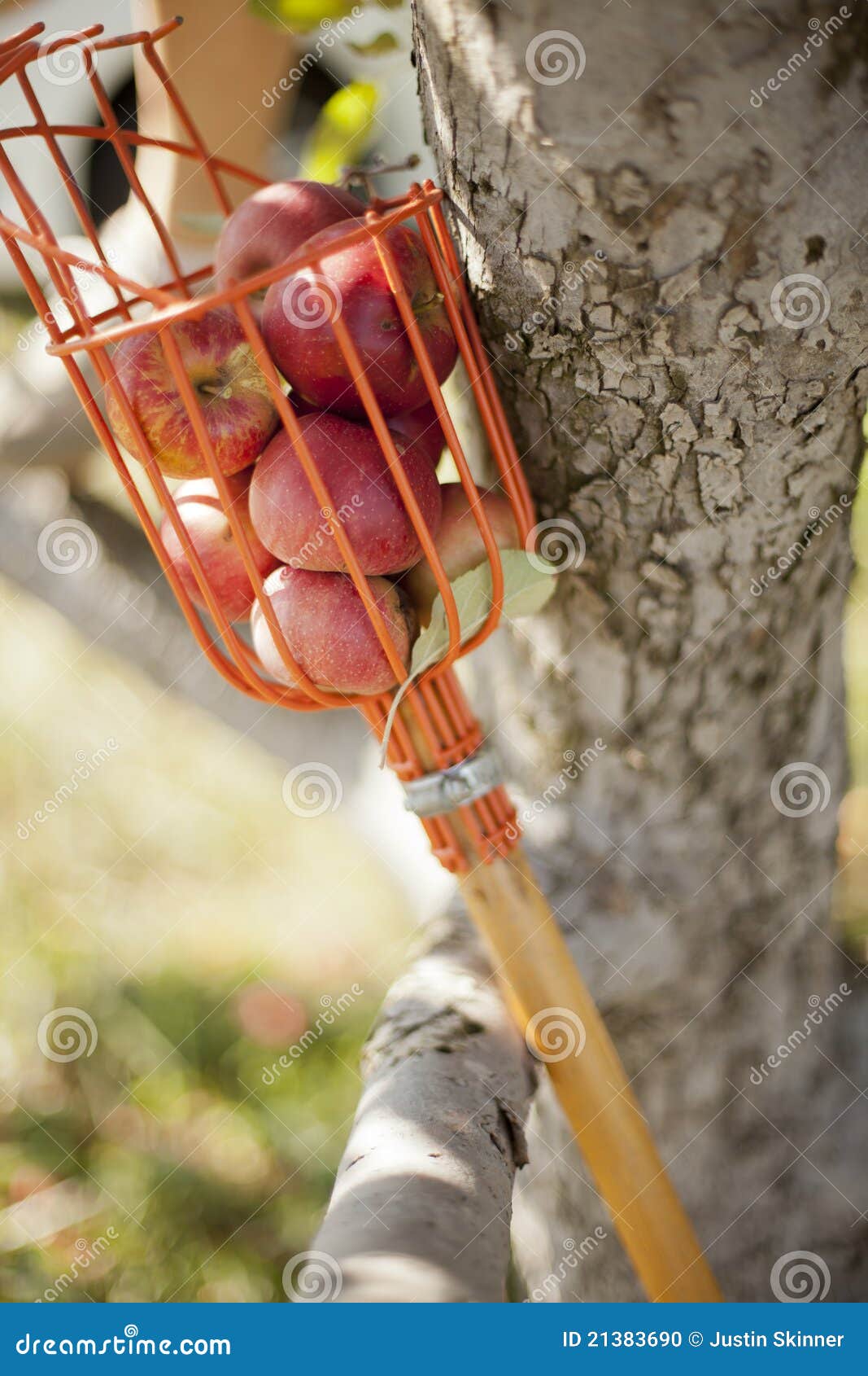 207 Apple Picker Stock Photos - Free & Royalty-Free Stock Photos from ...