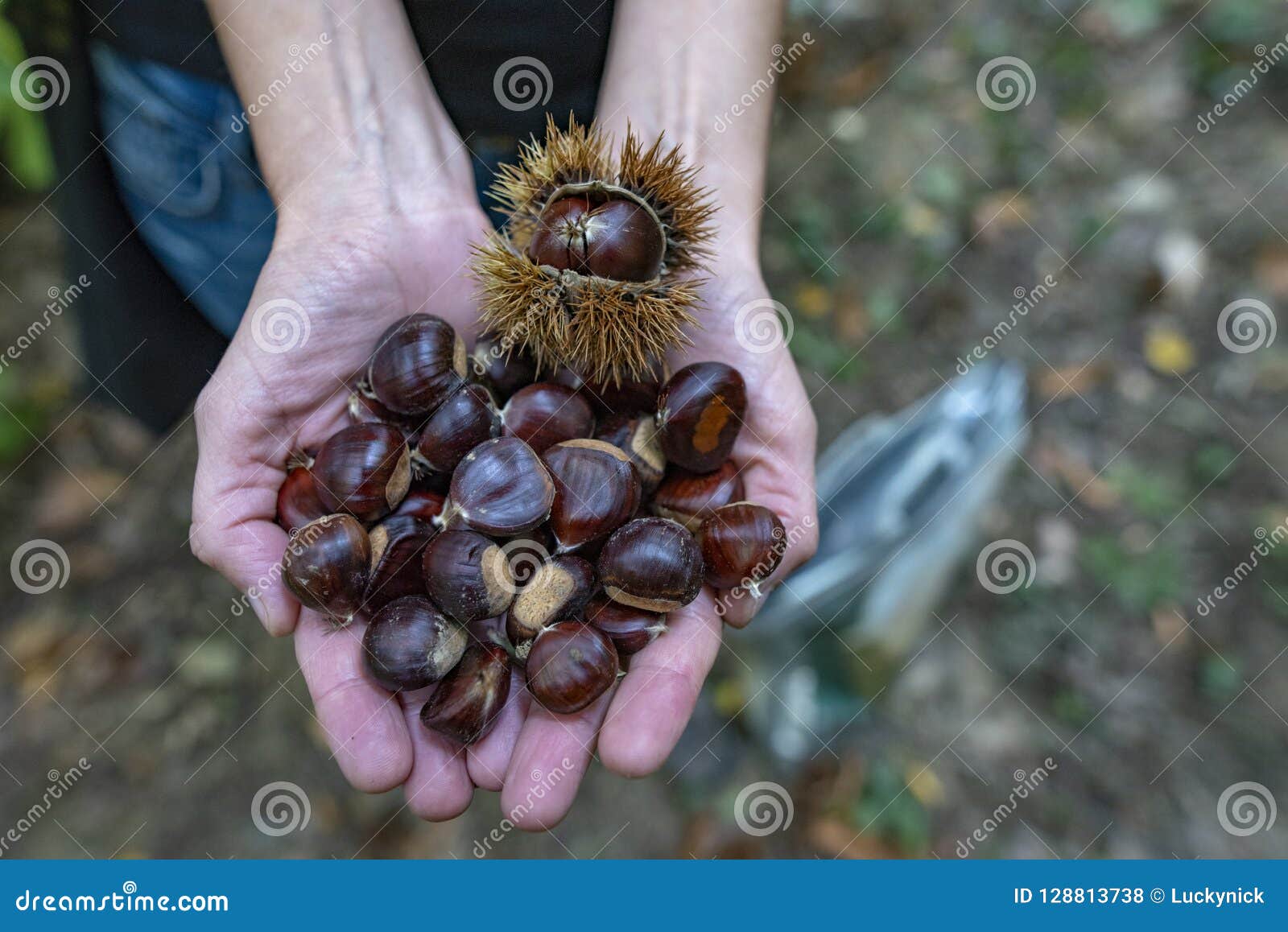Collecting Edible Chestnuts Stock Photo - Image of pickers, color ...