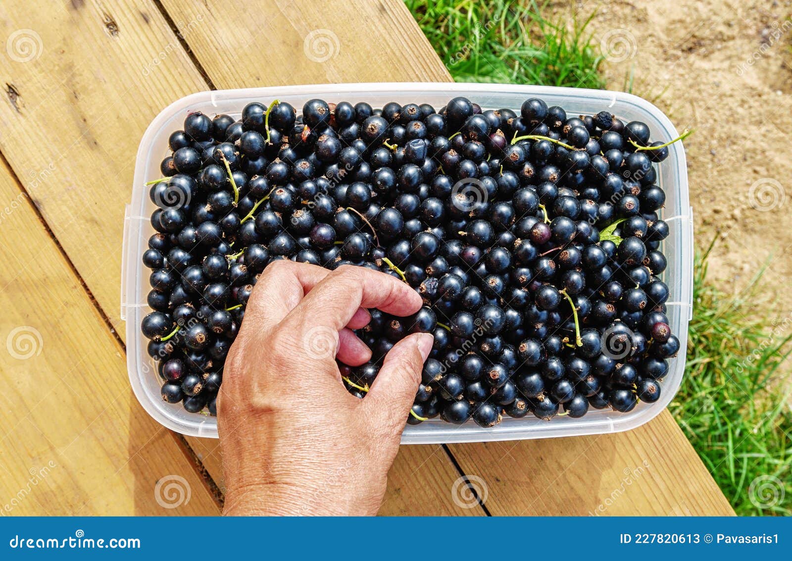 Collected Currants in a Plastic Container on a Wooden Bench. Mix of ...