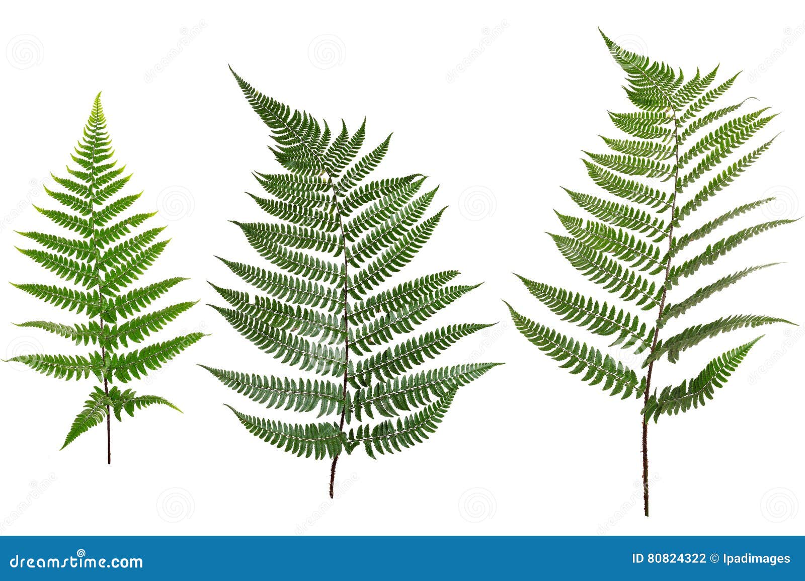Collected Leaf Fern Isolated on White Background Stock Photo - Image of ...