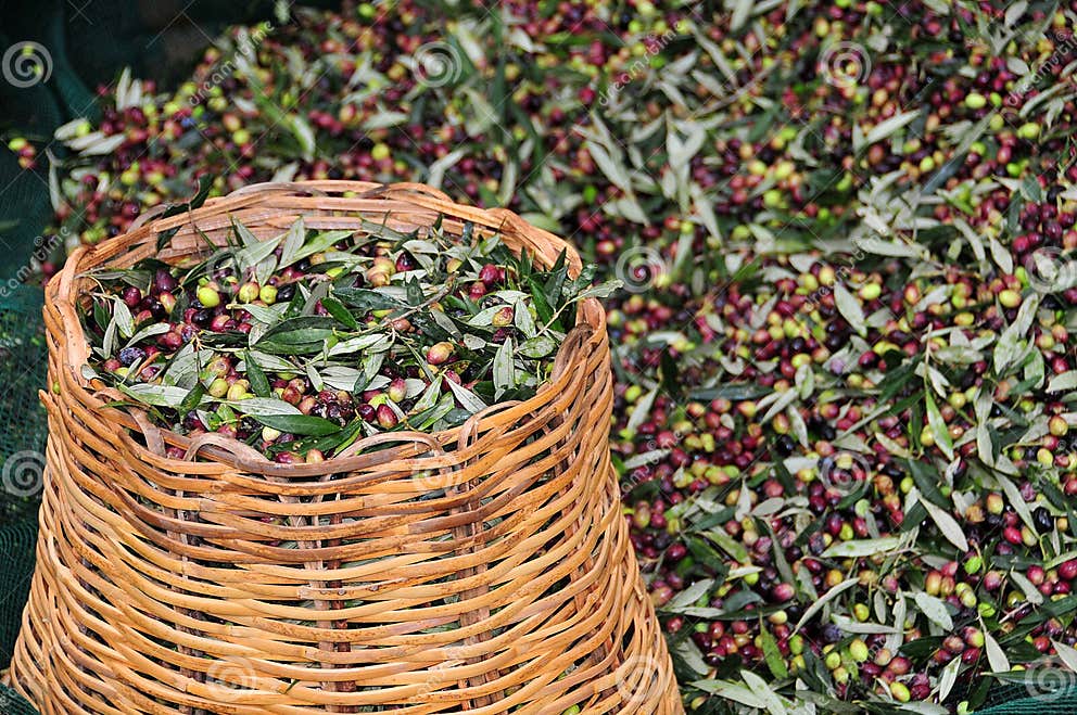 Collected olives stock image. Image of fresh, agriculture - 7897967