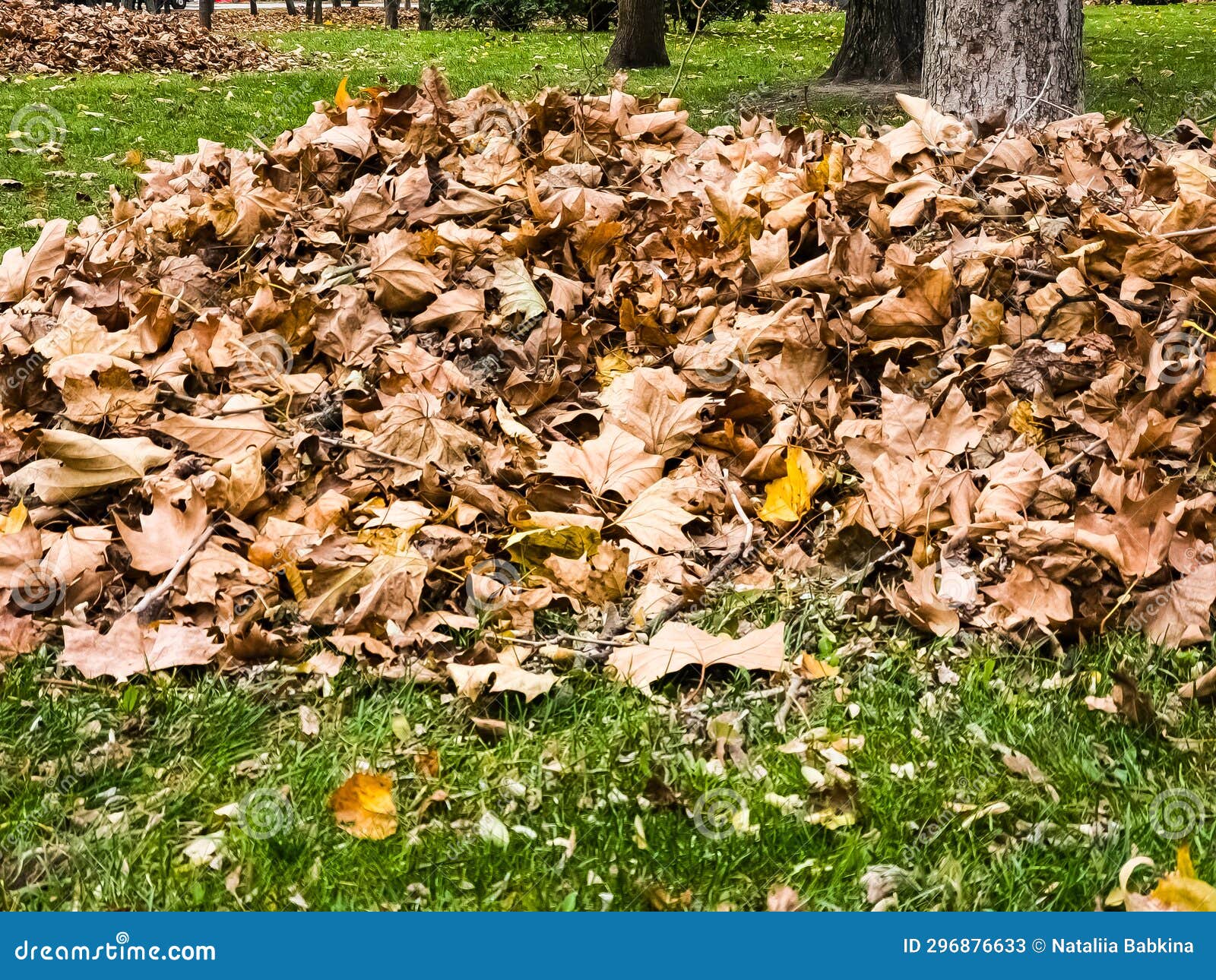 Collected Pile of Dry Autumn Leaves, Cleaning of the Territory Stock ...