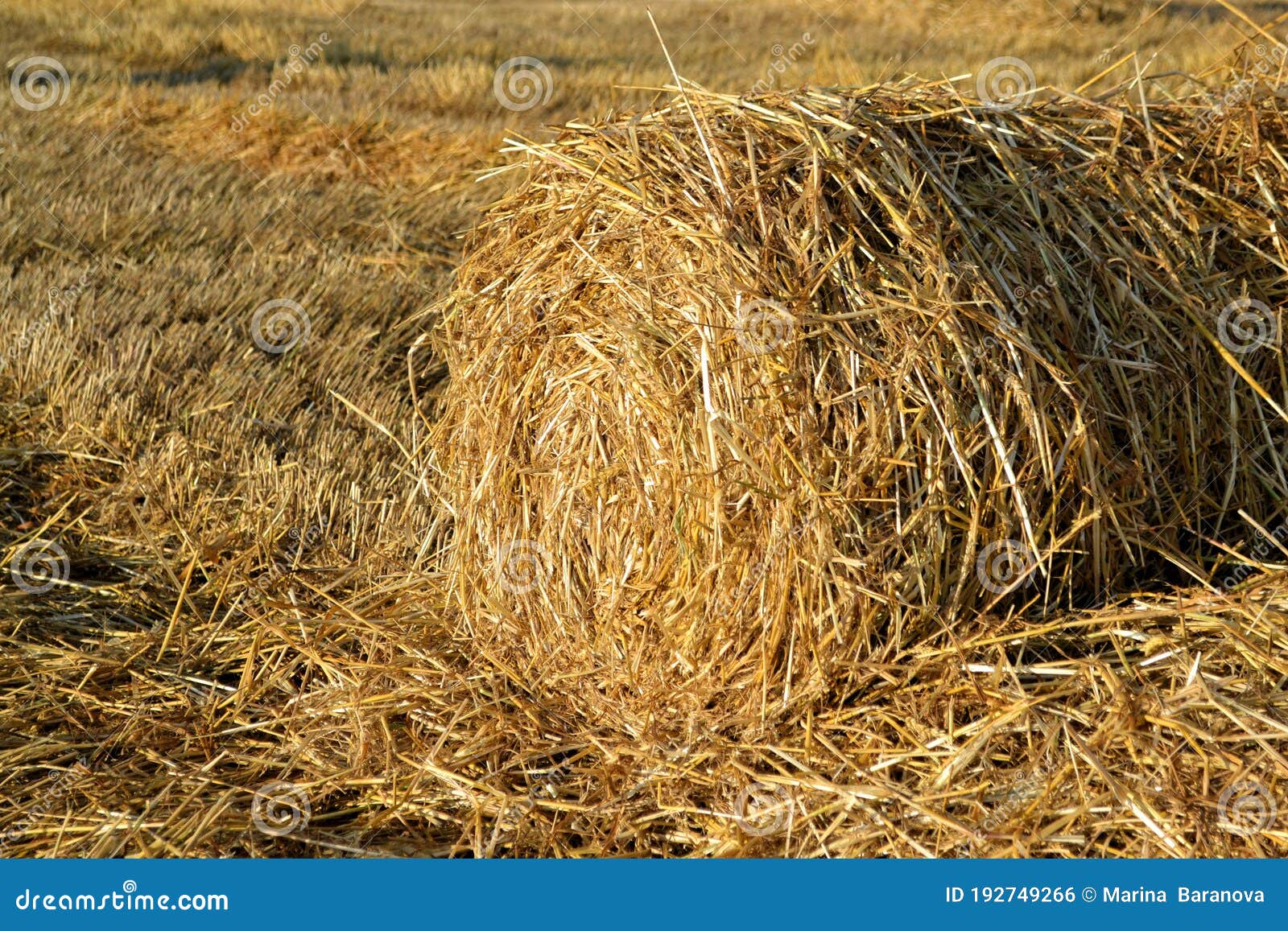 Collected Round Golden Haystack on Field Stock Photo - Image of plant ...