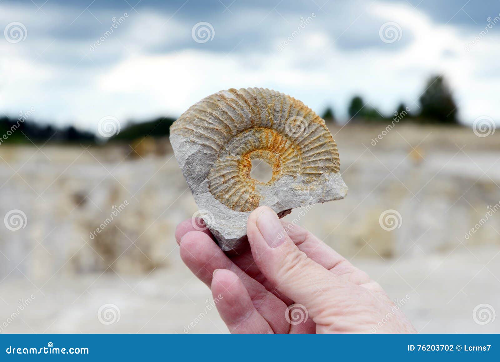 Collecting ammonite fossil stock photo. Image of texture - 76203702