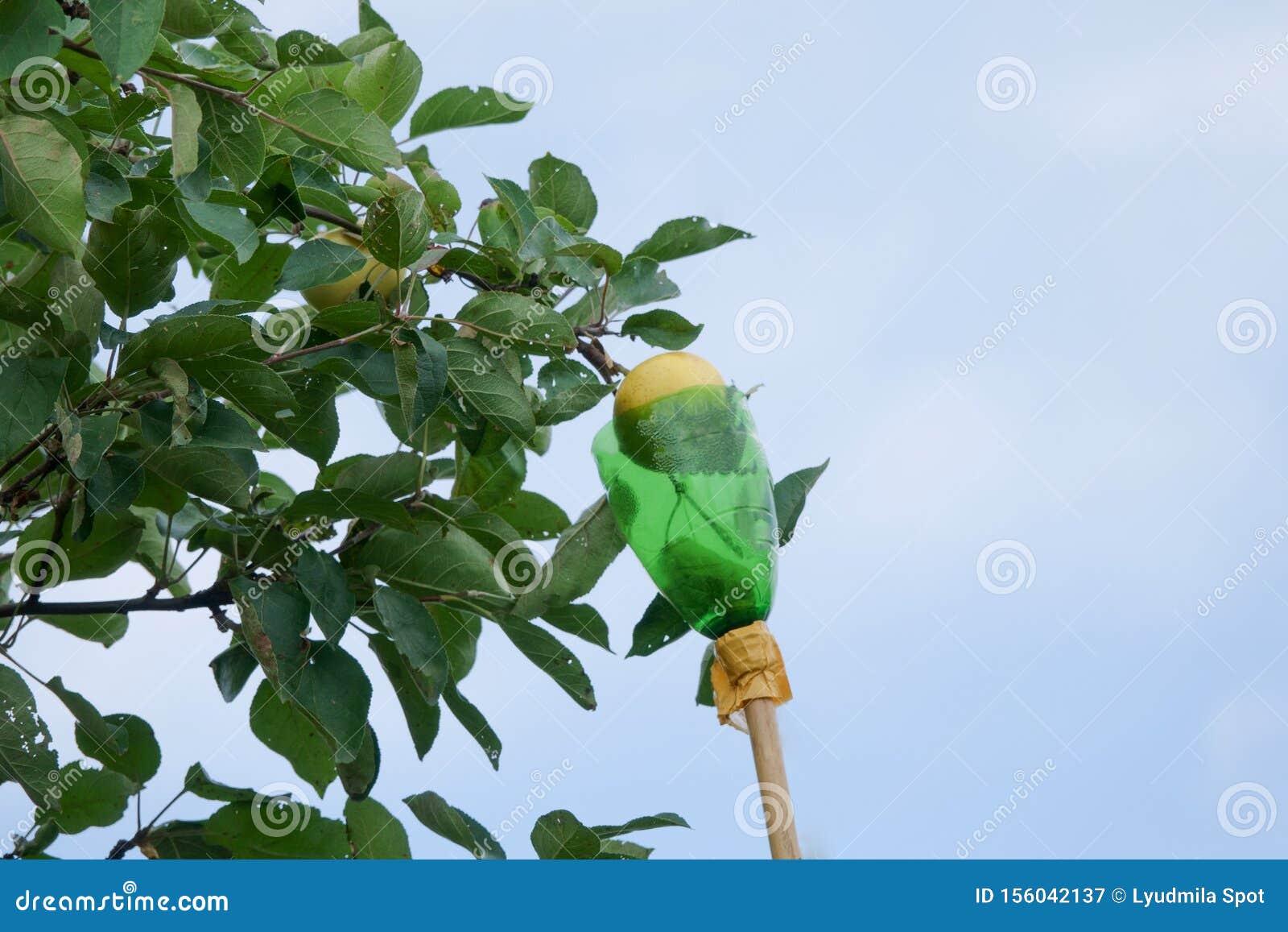 Collecting Apples with a Stick and a Bottle Stock Image - Image of ...