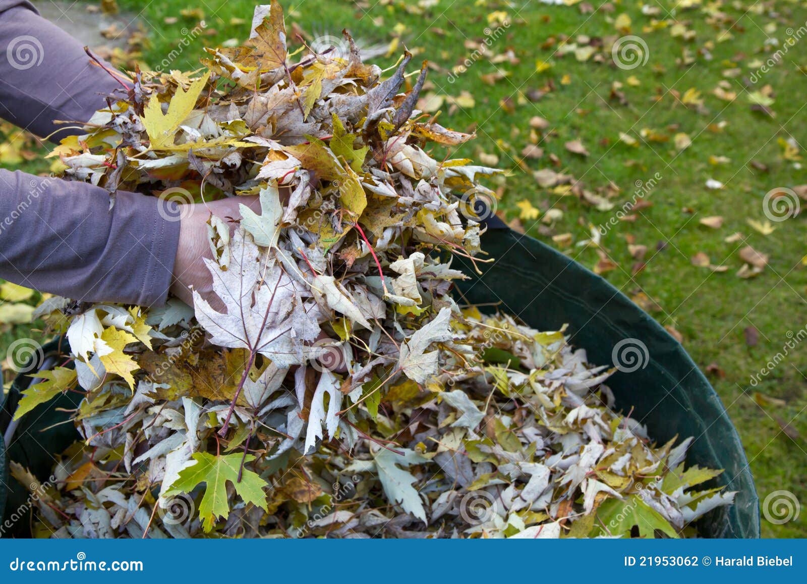 Collecting autumn foliage stock photo. Image of tearproof - 21953062